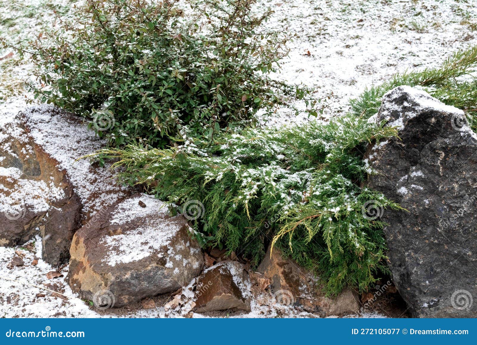 Snow-covered Bushes and Stones in the Park Stock Image - Image of ...