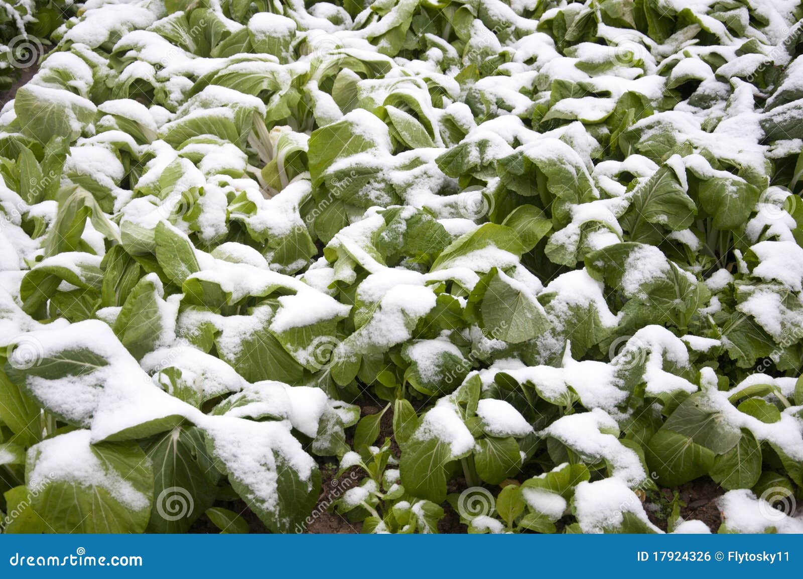 Snow-covered cabbage stock photo. Image of covered, plot - 17924326