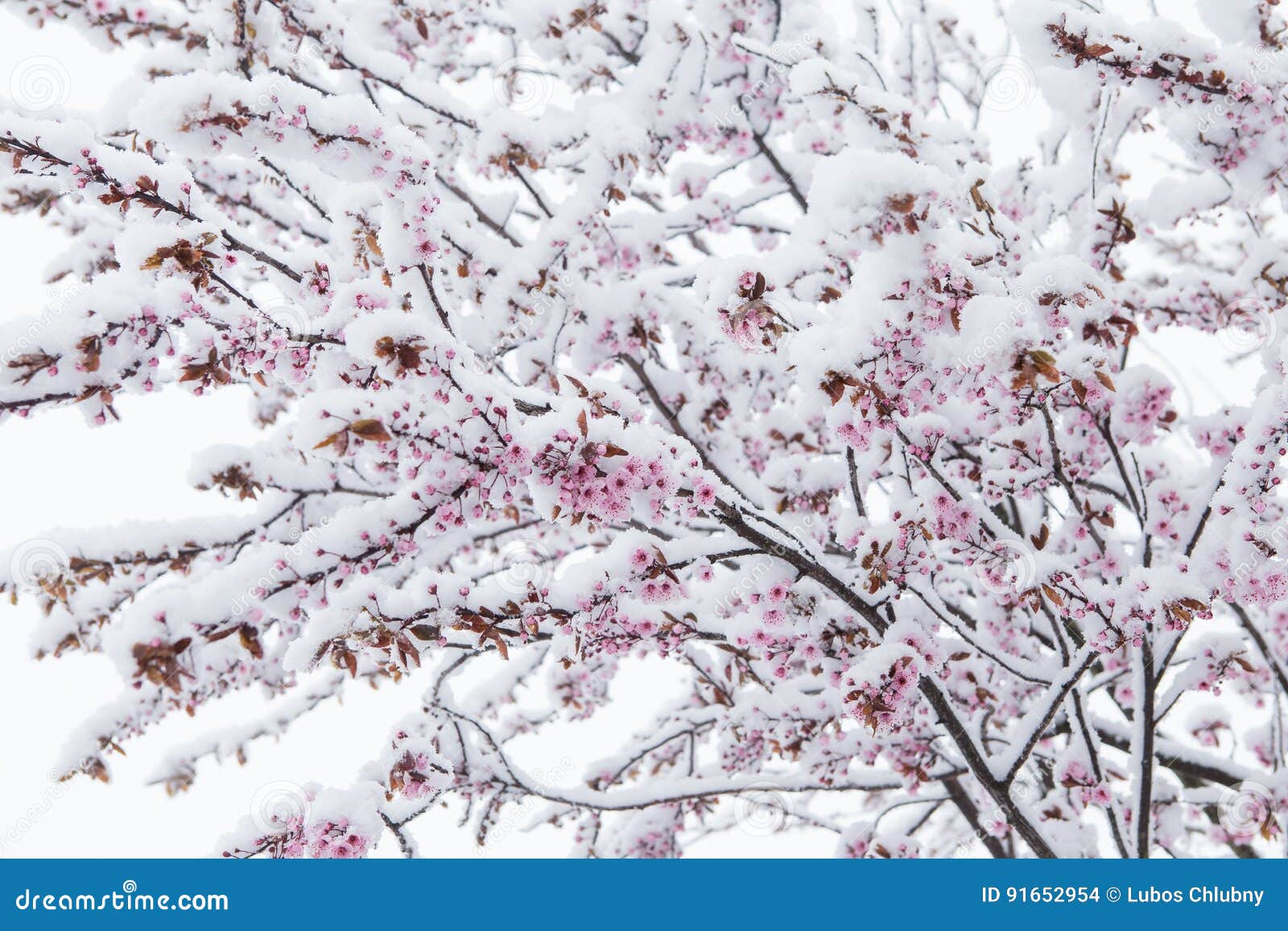 Snow Covered Cherry Blossom in Spring Stock Photo - Image of beautiful ...