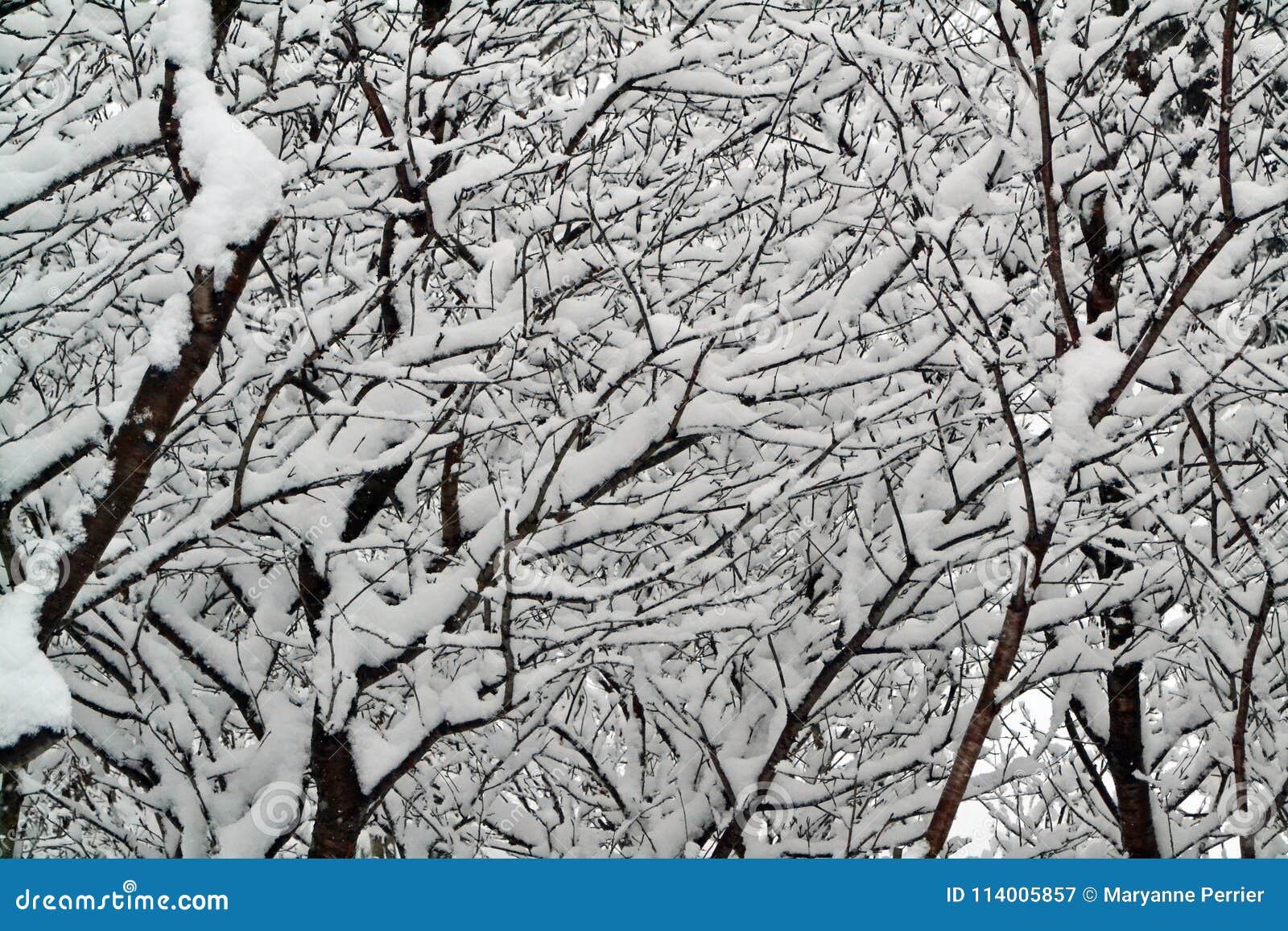 Snow Covered Cherry Tree Branches Stock Image - Image of calm, abstract ...