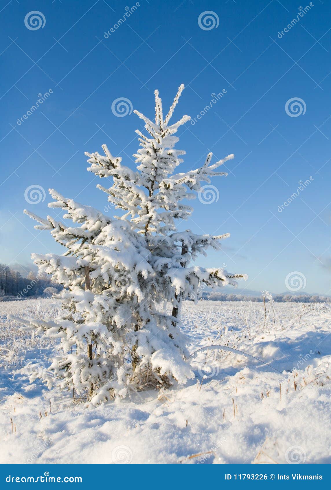 Snow Covered Christmas Tree Stock Photo - Image of christmas, green ...
