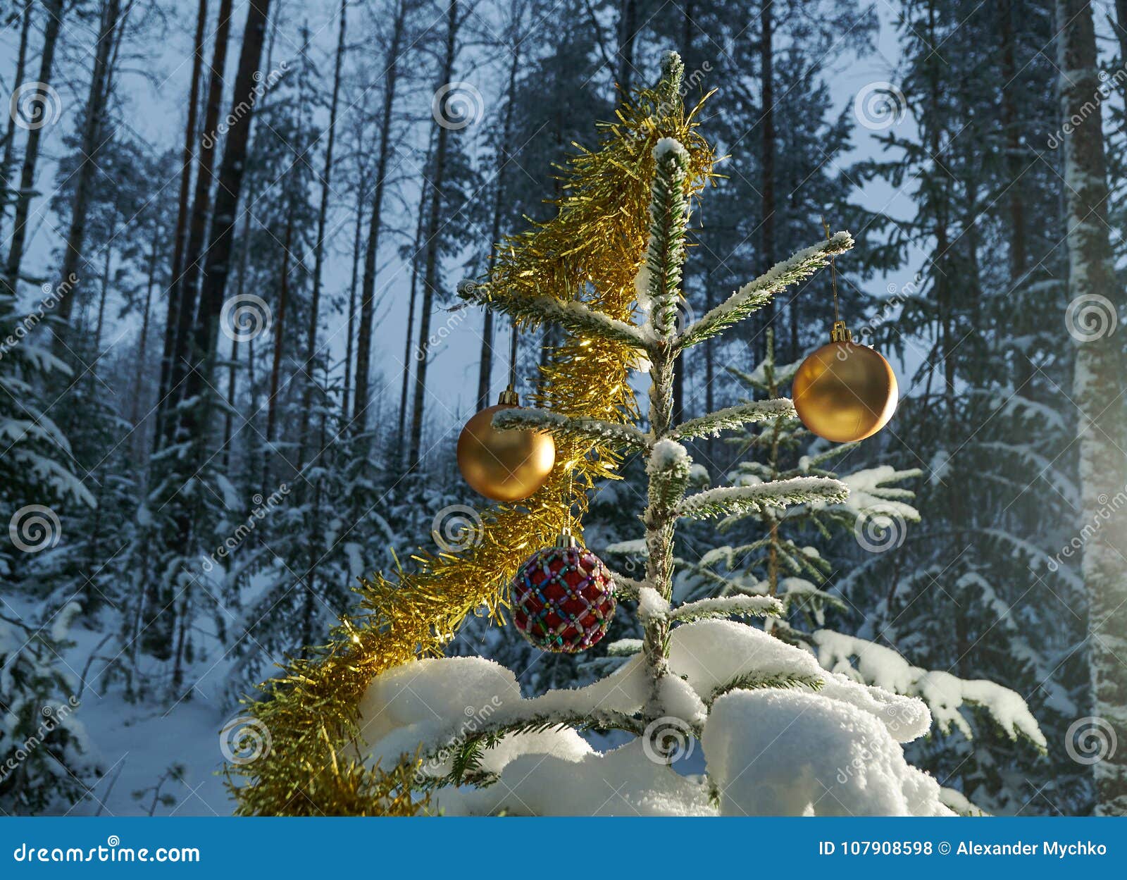 Snow Covered Christmas Tree Branch Stock Photo - Image of outdoors ...