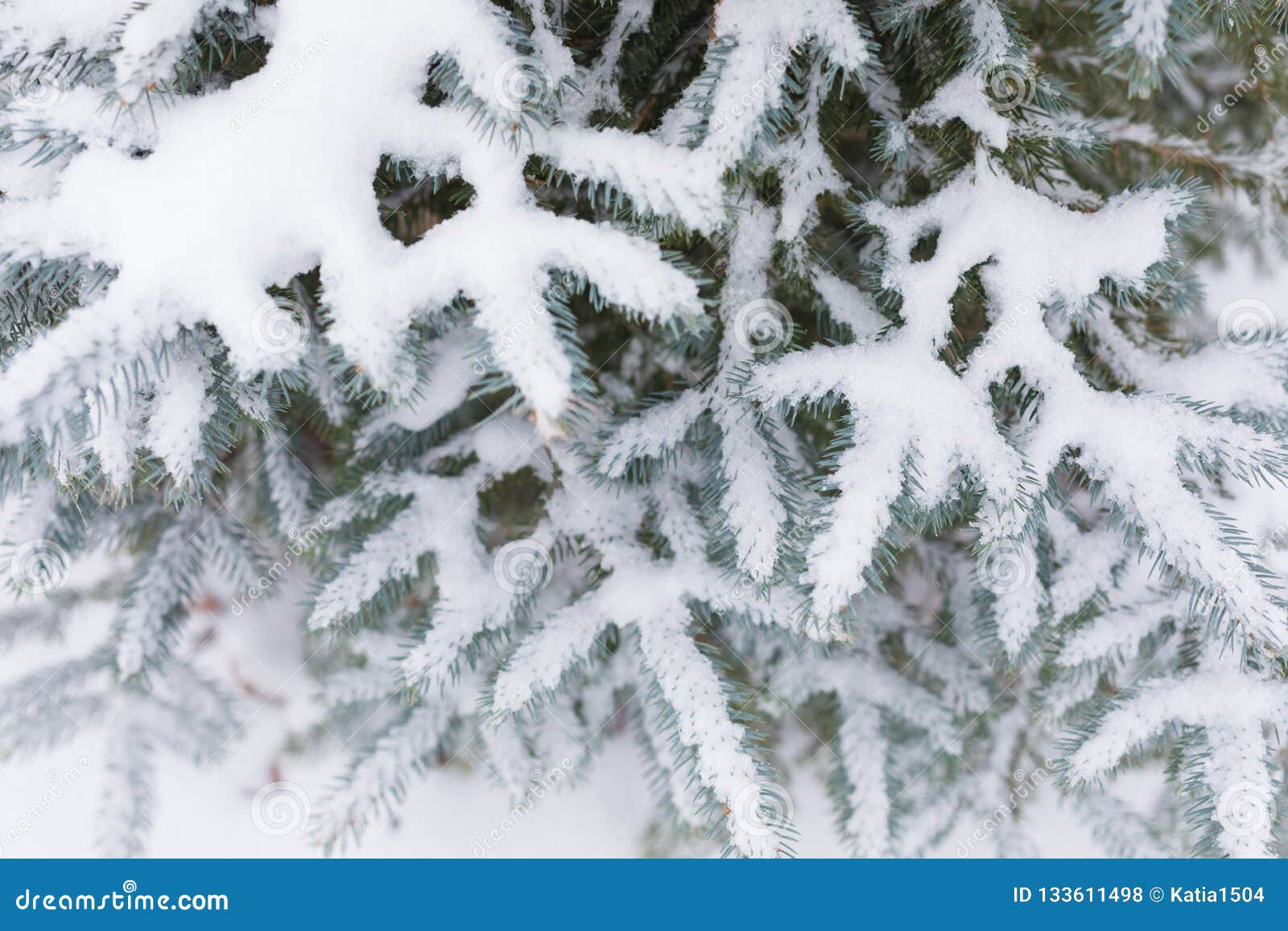 Snow Covered Christmas Tree Branch, Holiday Background Stock Photo ...