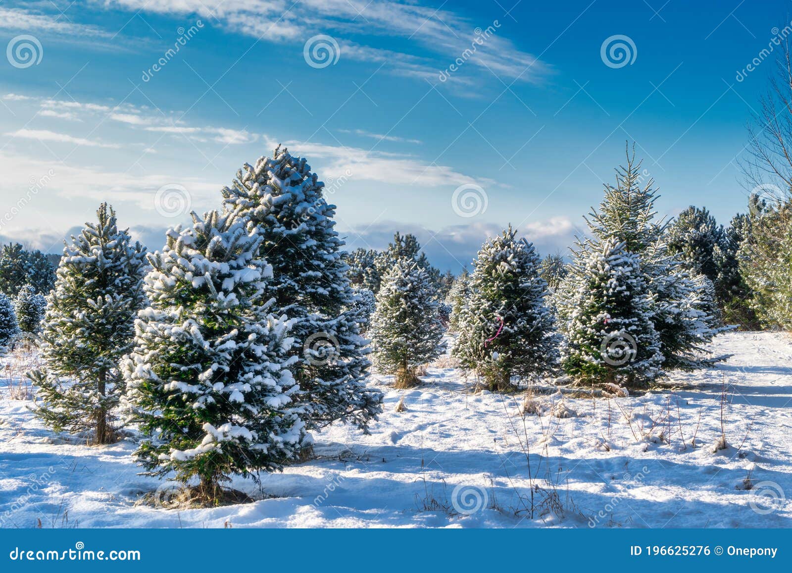 Snow Covered Christmas Tree Farm Stock Photo - Image of fresh, frost ...