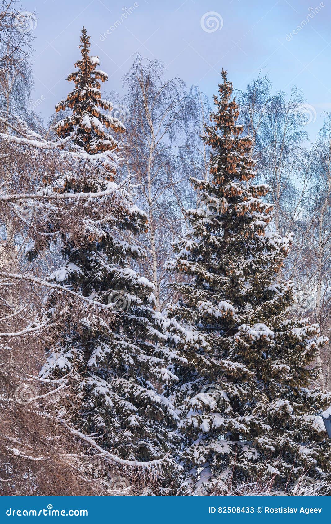 Snow Covered Christmas Tree Winter Stock Image - Image of covered, cool ...