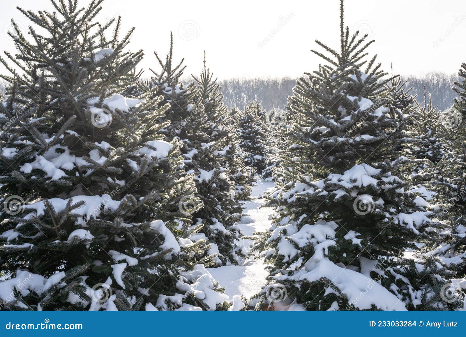 Snow Covered Christmas Trees at Tree Farm Stock Photo - Image of ...