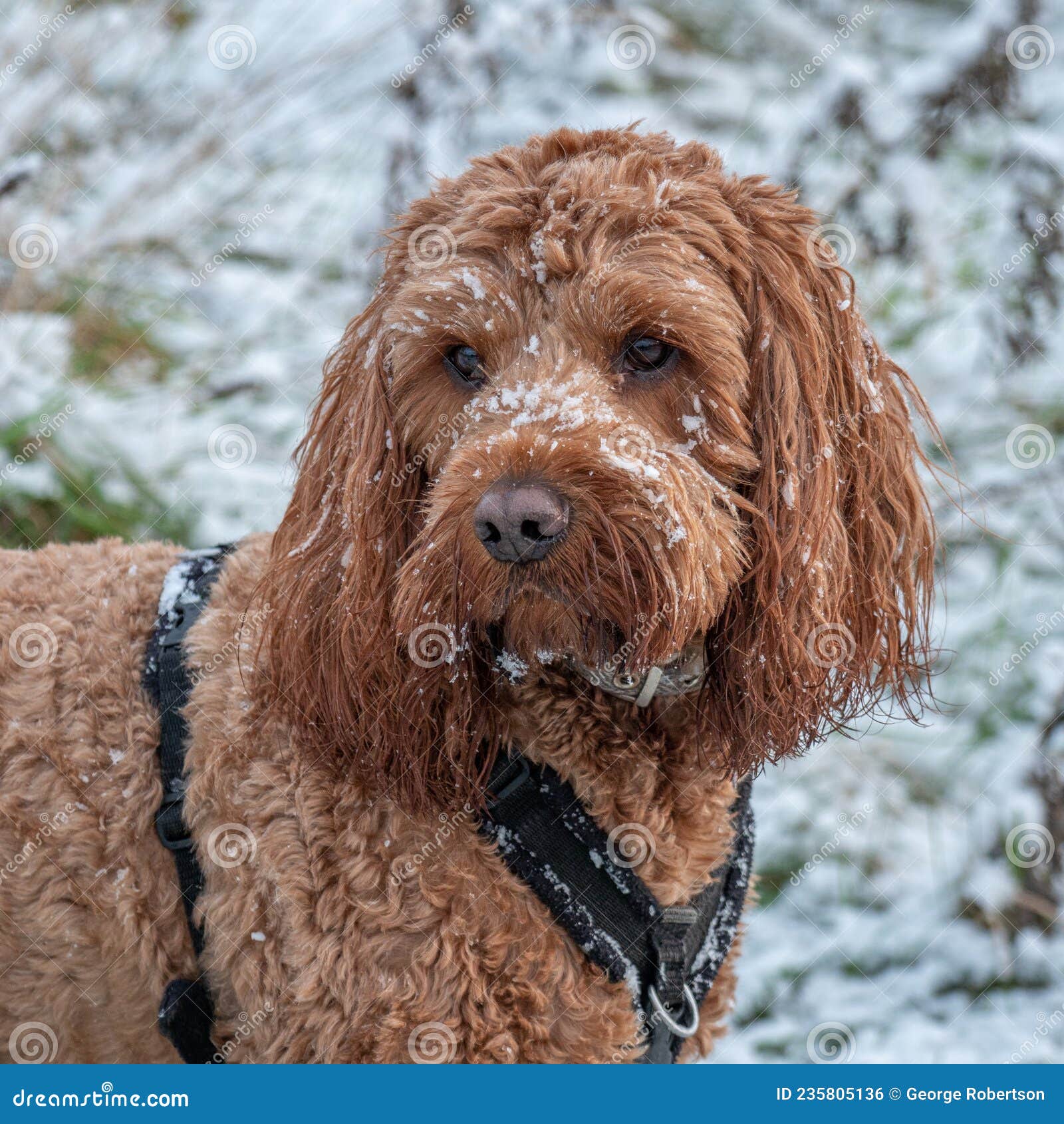 Snow Covered Face on a Cockapoo Stock Photo - Image of countryside ...