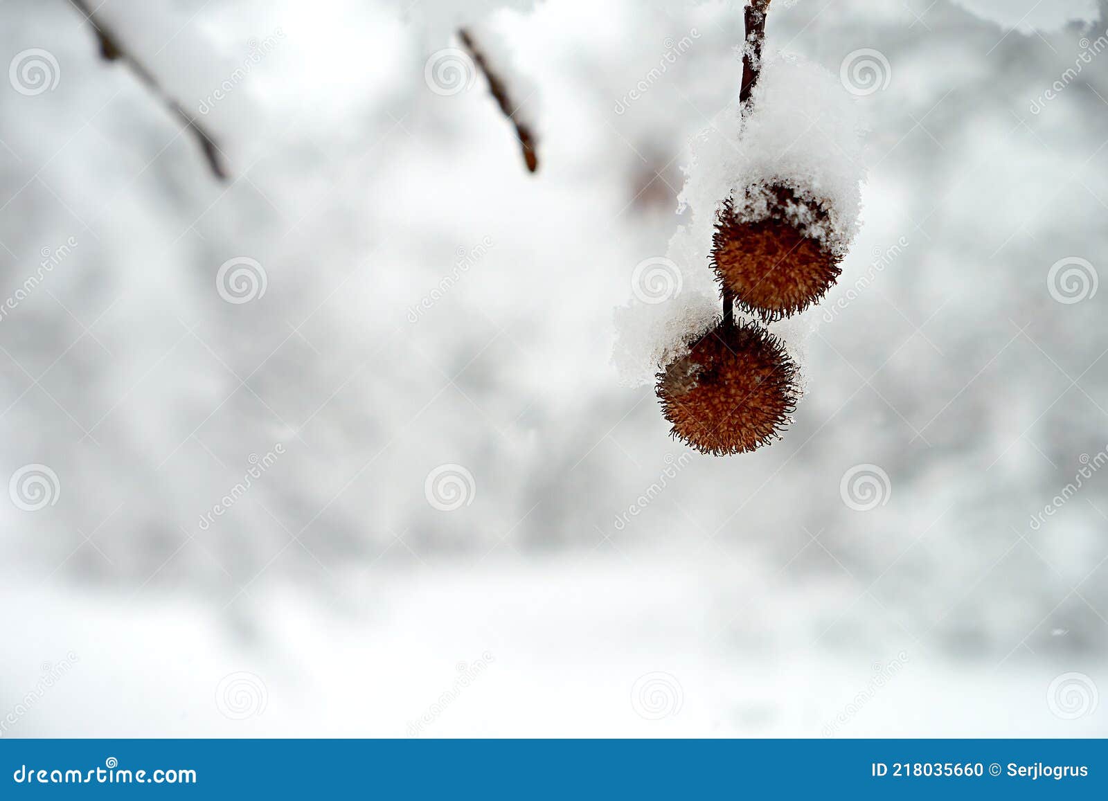 Snow-covered Cones on the Trees Stock Photo - Image of blizzard, fall ...