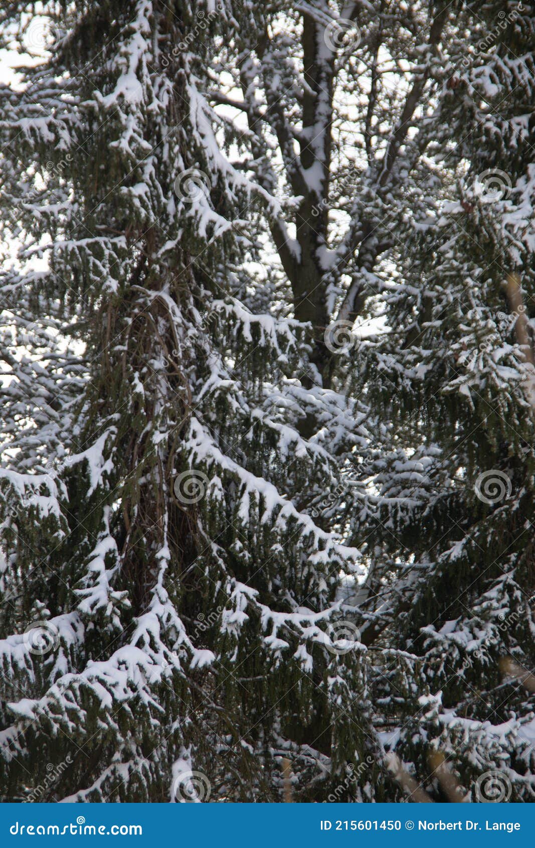Snow-covered conifers stock photo. Image of mountain - 215601450