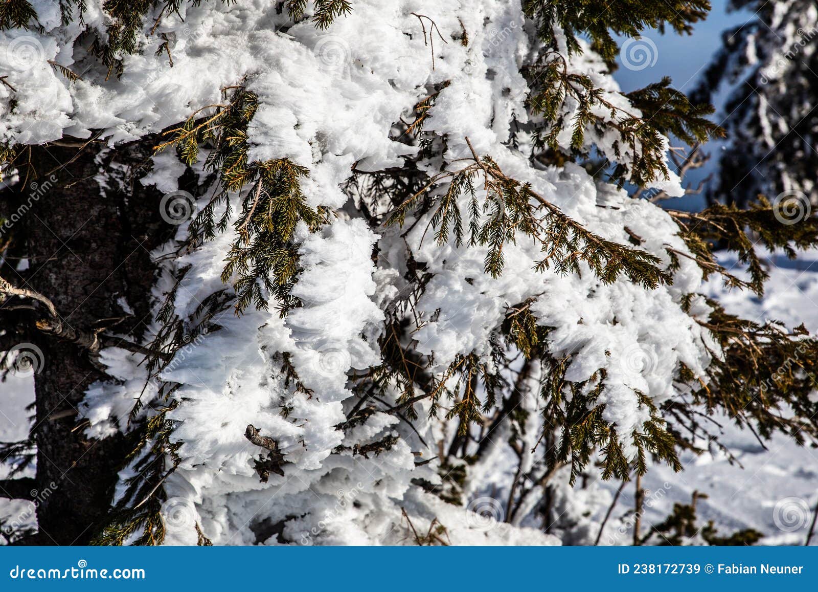 Snow Covered Conifers Trees in Winter Stock Image - Image of outdoor ...