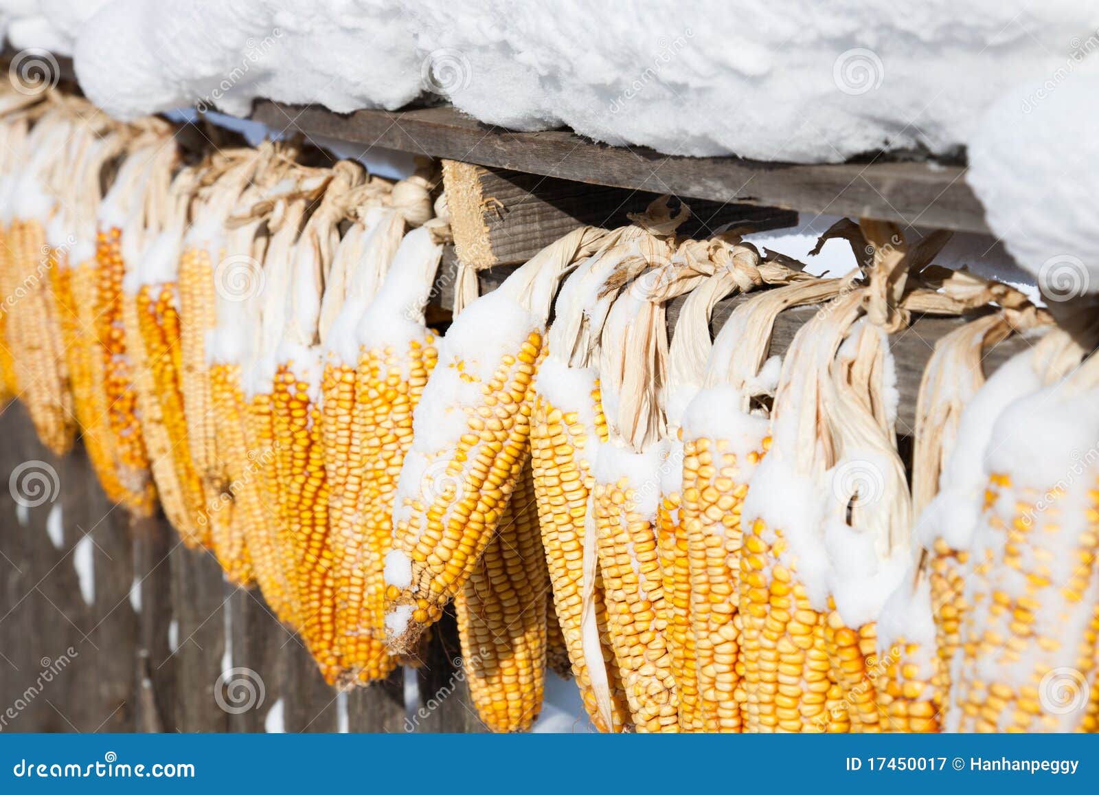 Snow-covered corn stock image. Image of food, cool, rural - 17450017