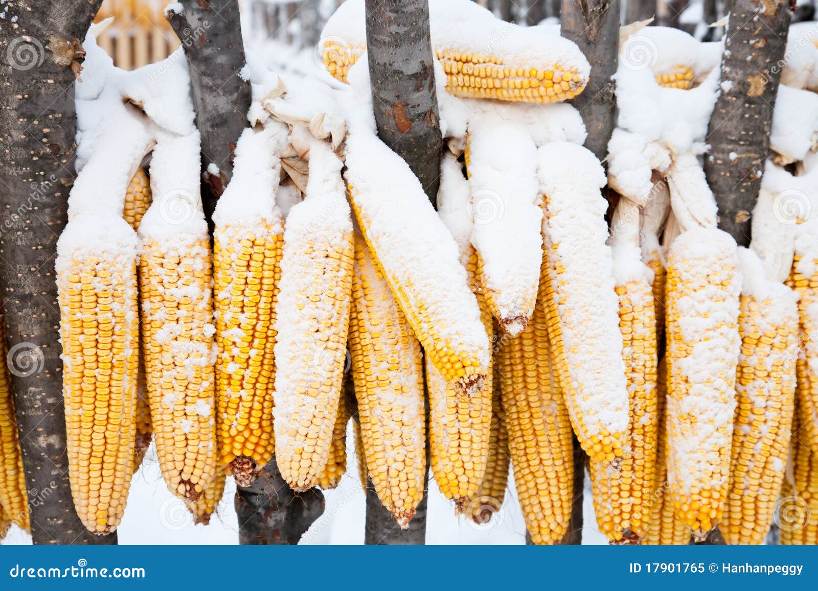 Snow-covered corn stock image. Image of china, chinese - 17901765