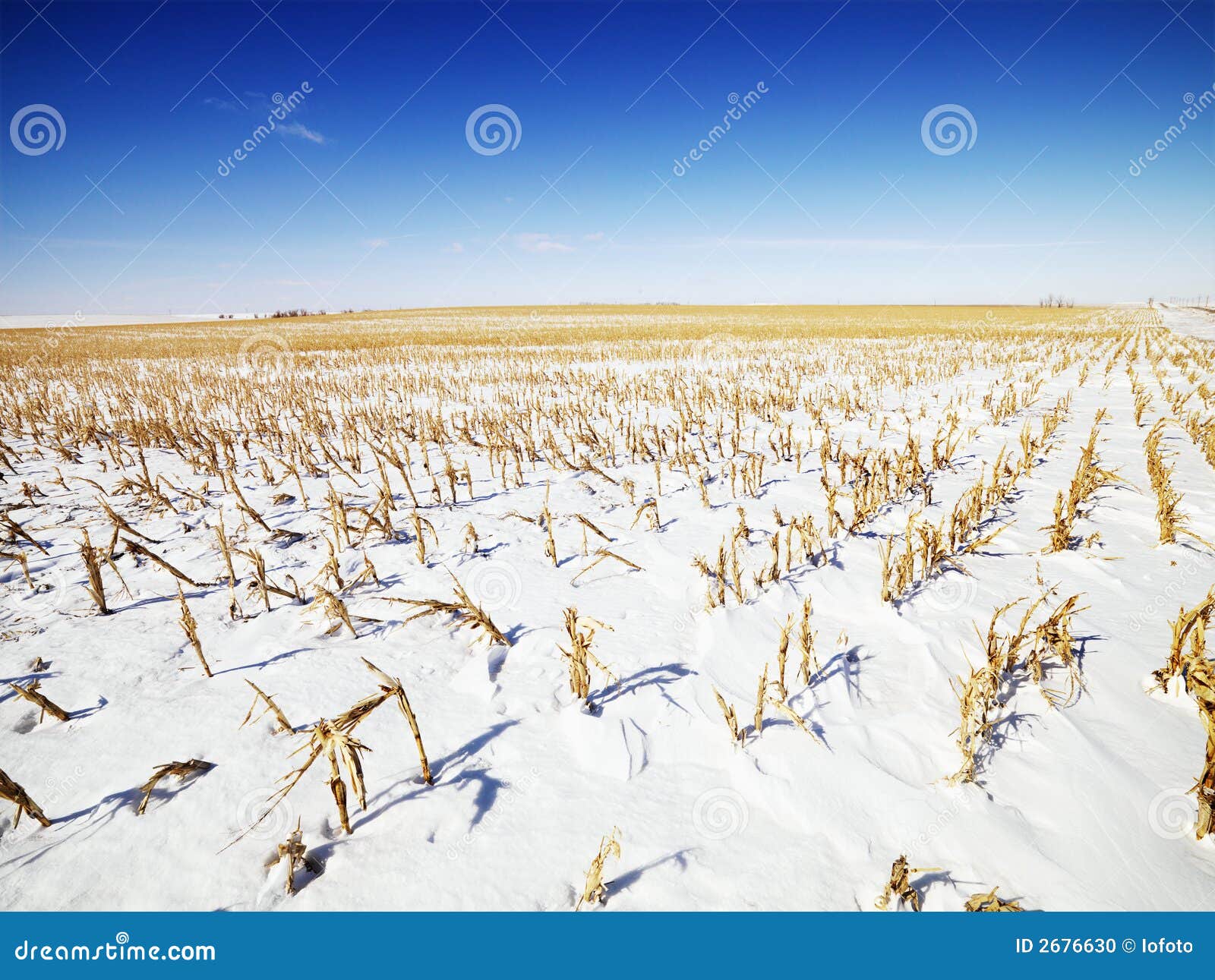 Snow covered corn field. stock photo. Image of photograph - 2676630