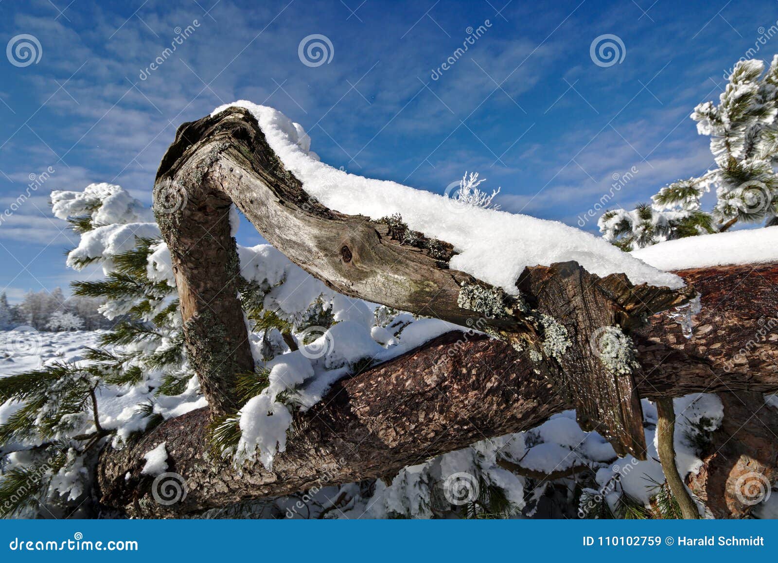Snow-covered Crooked Pine Tree in Front of a Blue Sky Stock Image ...