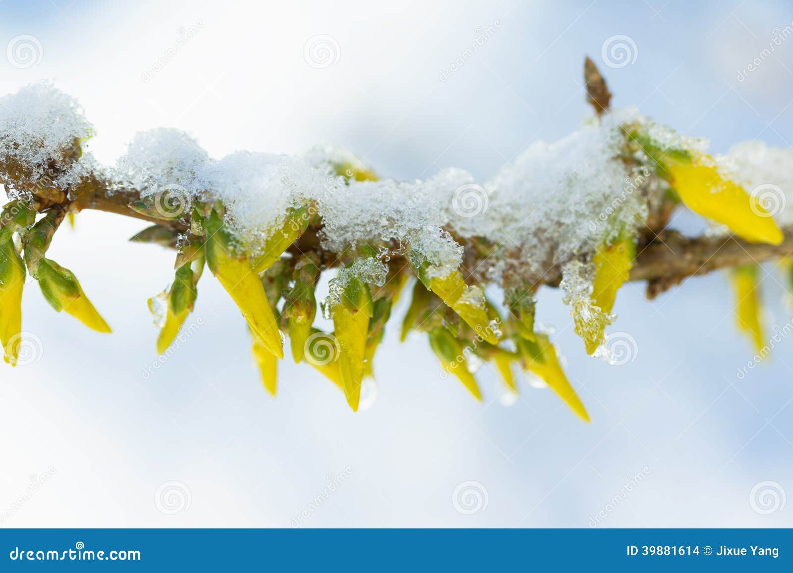 Snow Covered Daffodil stock photo. Image of white, spring - 39881614