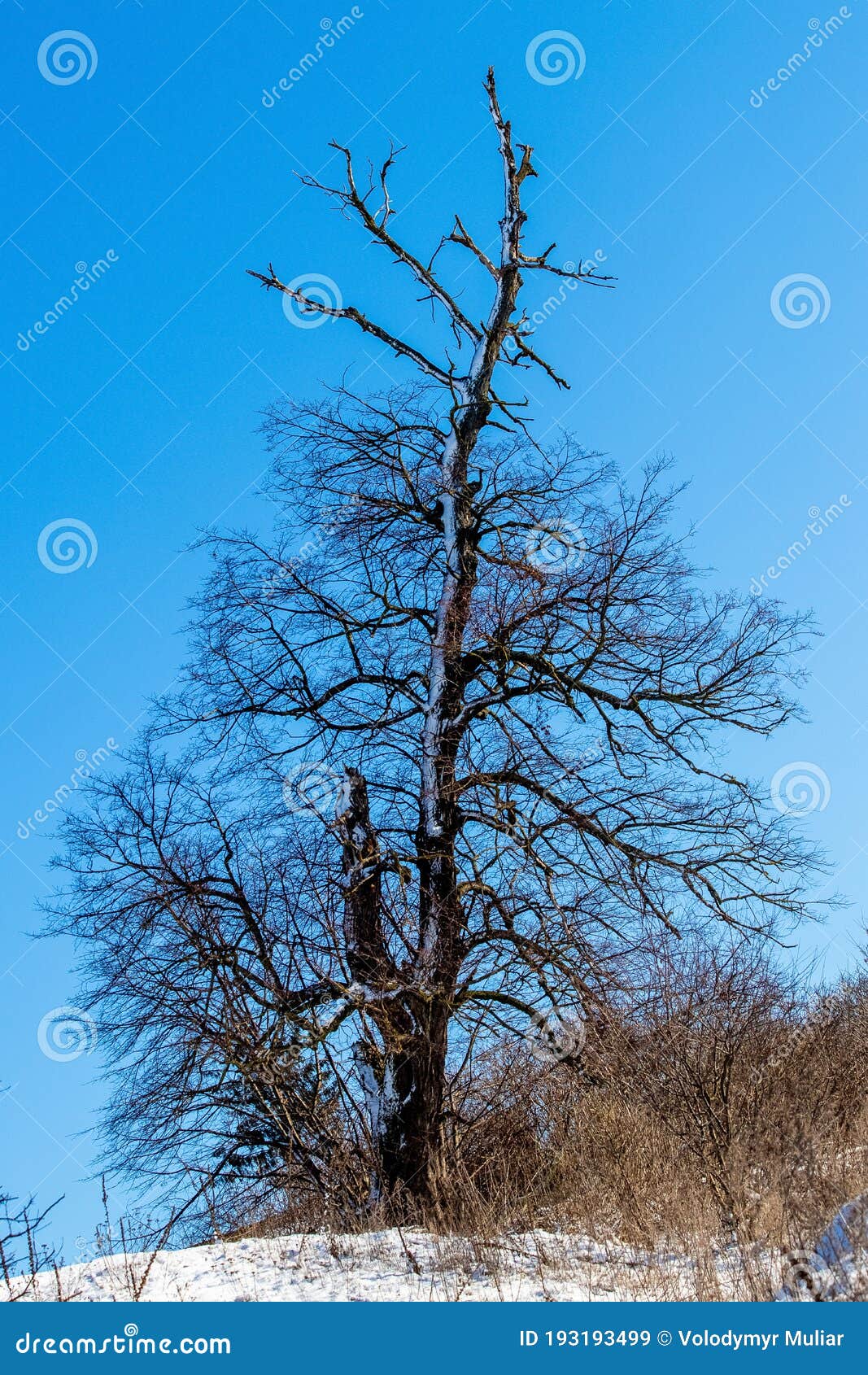 Spreading Tree Stock Photo | CartoonDealer.com #7572402