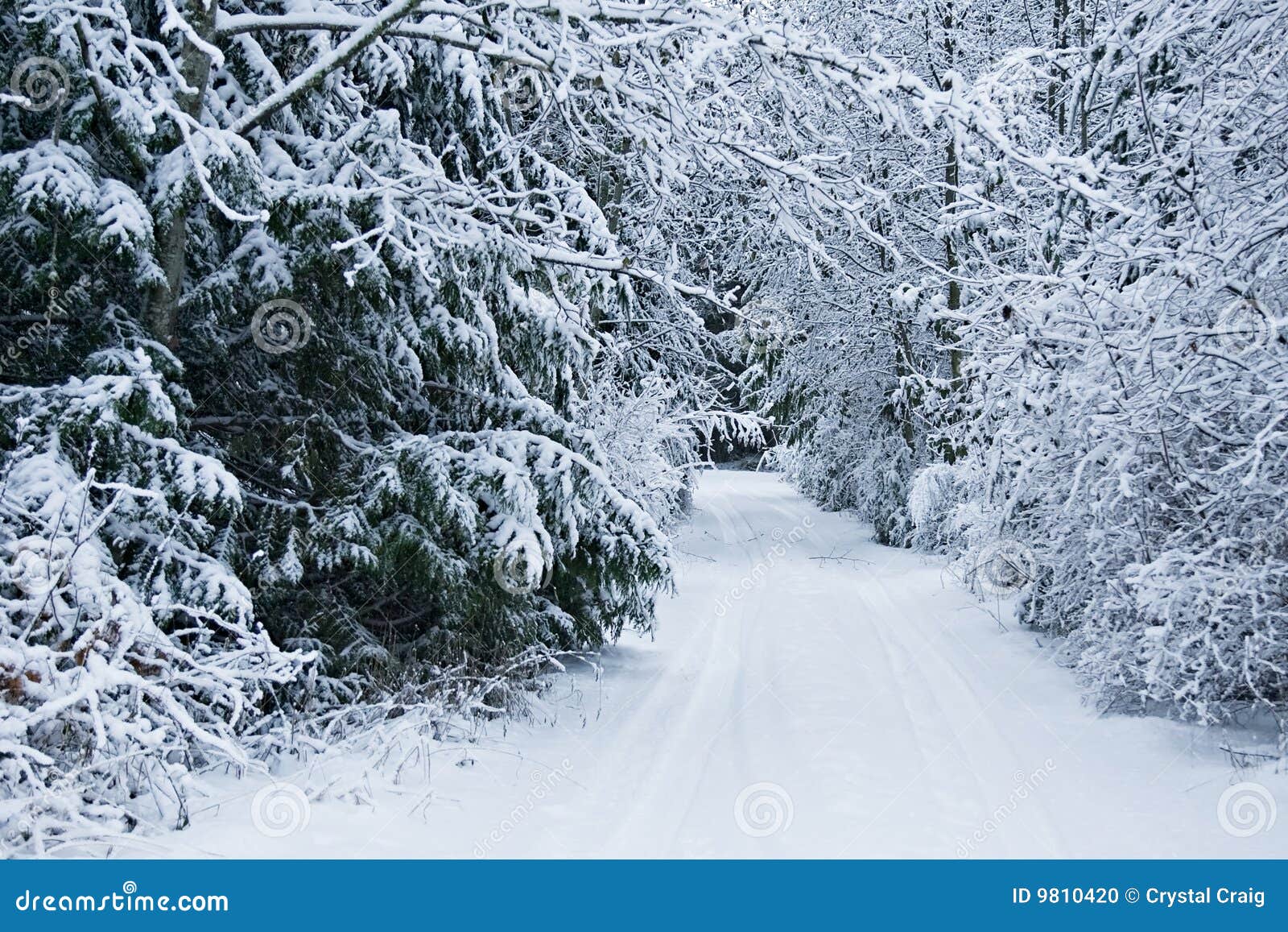 Snow covered driveway stock photo. Image of cold, driveway - 9810420