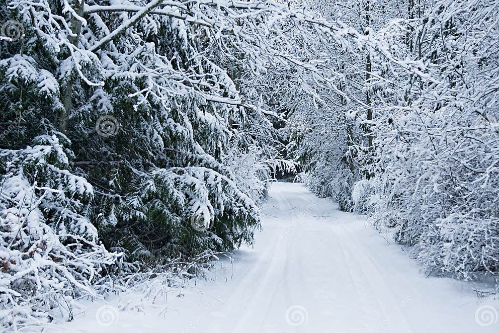 Snow covered driveway stock photo. Image of cold, driveway - 9810420