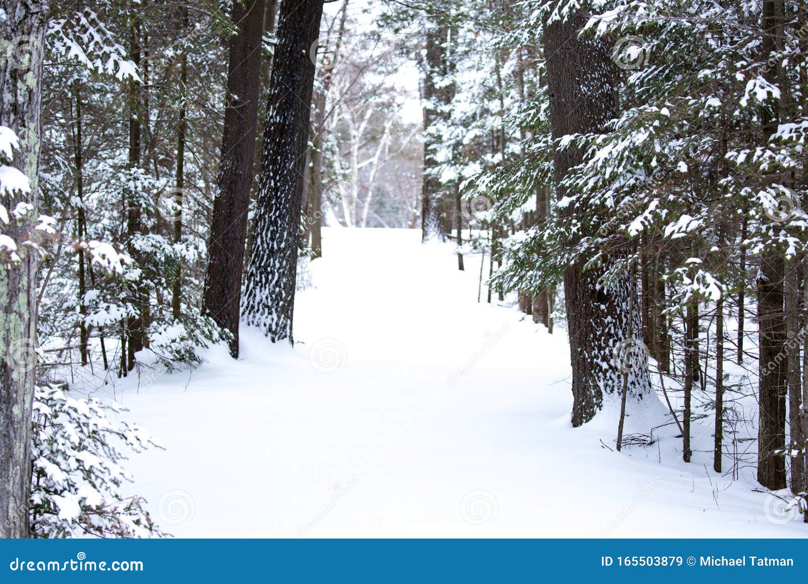 Snow Covered Driveway in the Forest Horizontal Stock Image - Image of ...