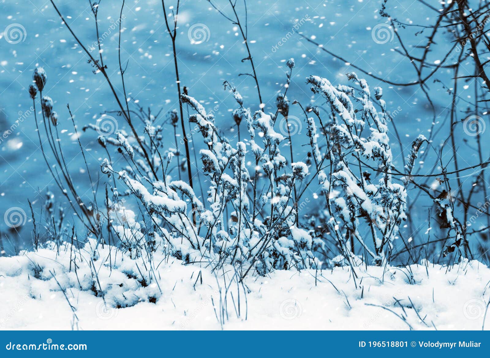 Snow-covered Dry Branches of Plants on the River Bank Stock Image ...
