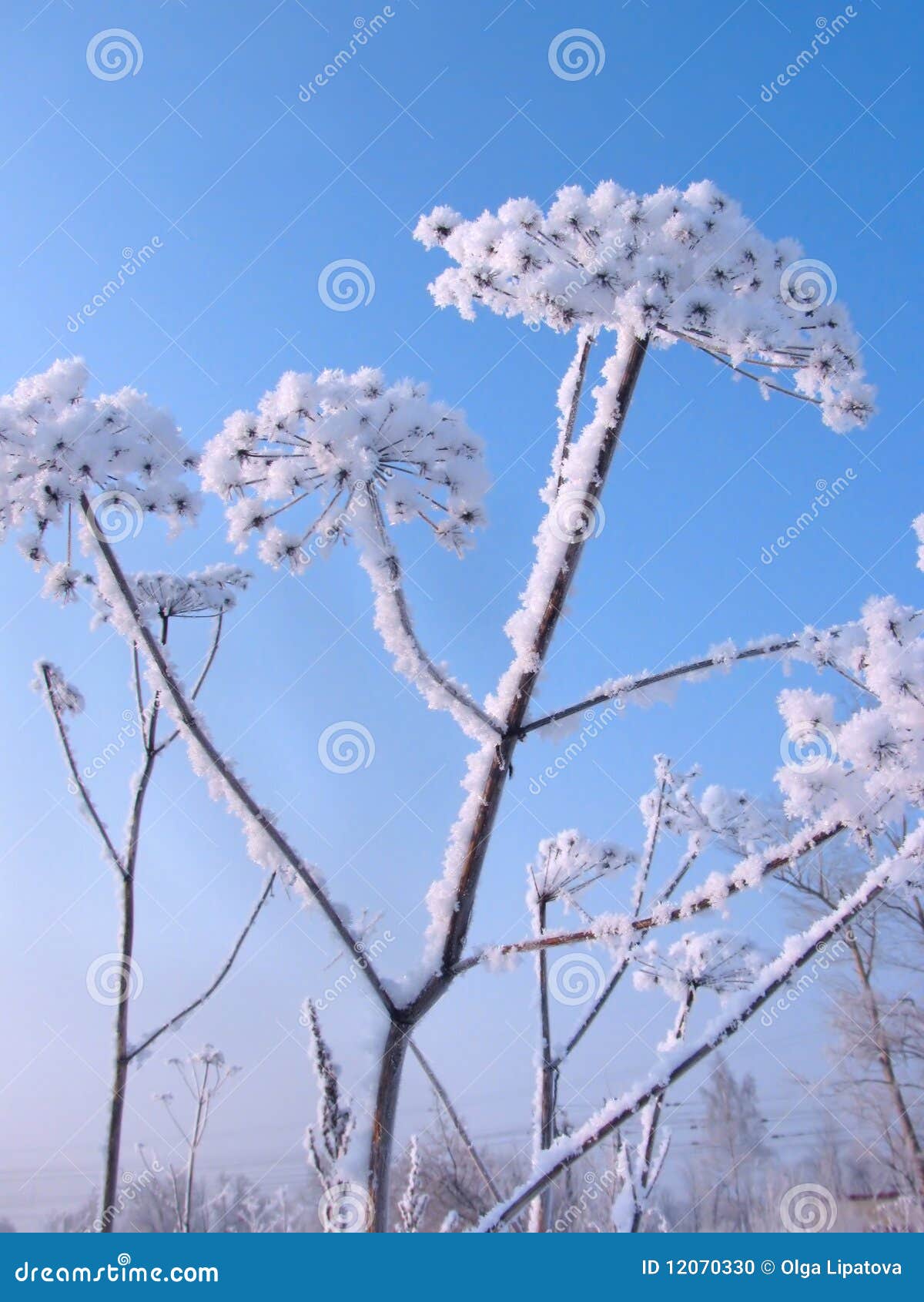 Snow covered dry flower stock photo. Image of crystal - 12070330