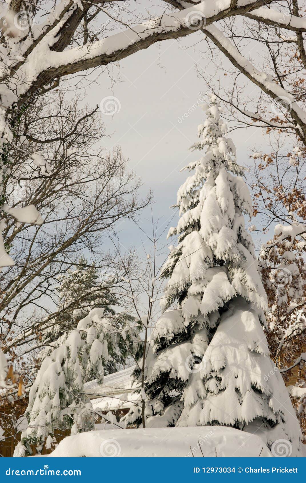 Snow covered Evergreen stock photo. Image of december - 12973034