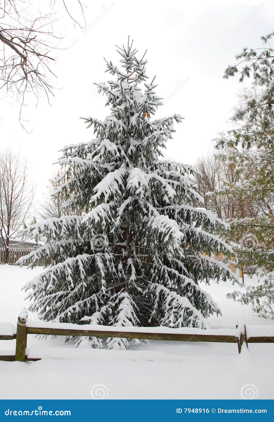 Snow Covered Evergreen Tree Stock Photo - Image of light, christmas ...