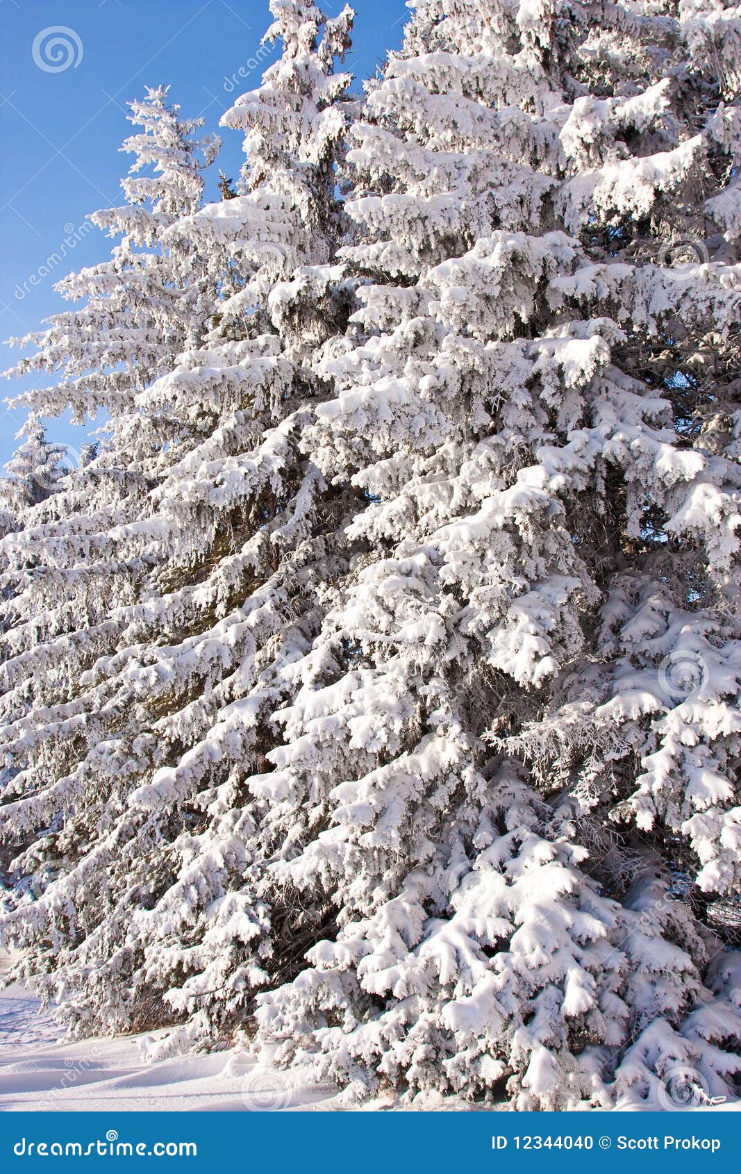 Snow Covered Evergreen Trees Stock Photo - Image of scene, seasonal ... Snow Covered Evergreen Trees Stock Photo - Image of scene, seasonal ...