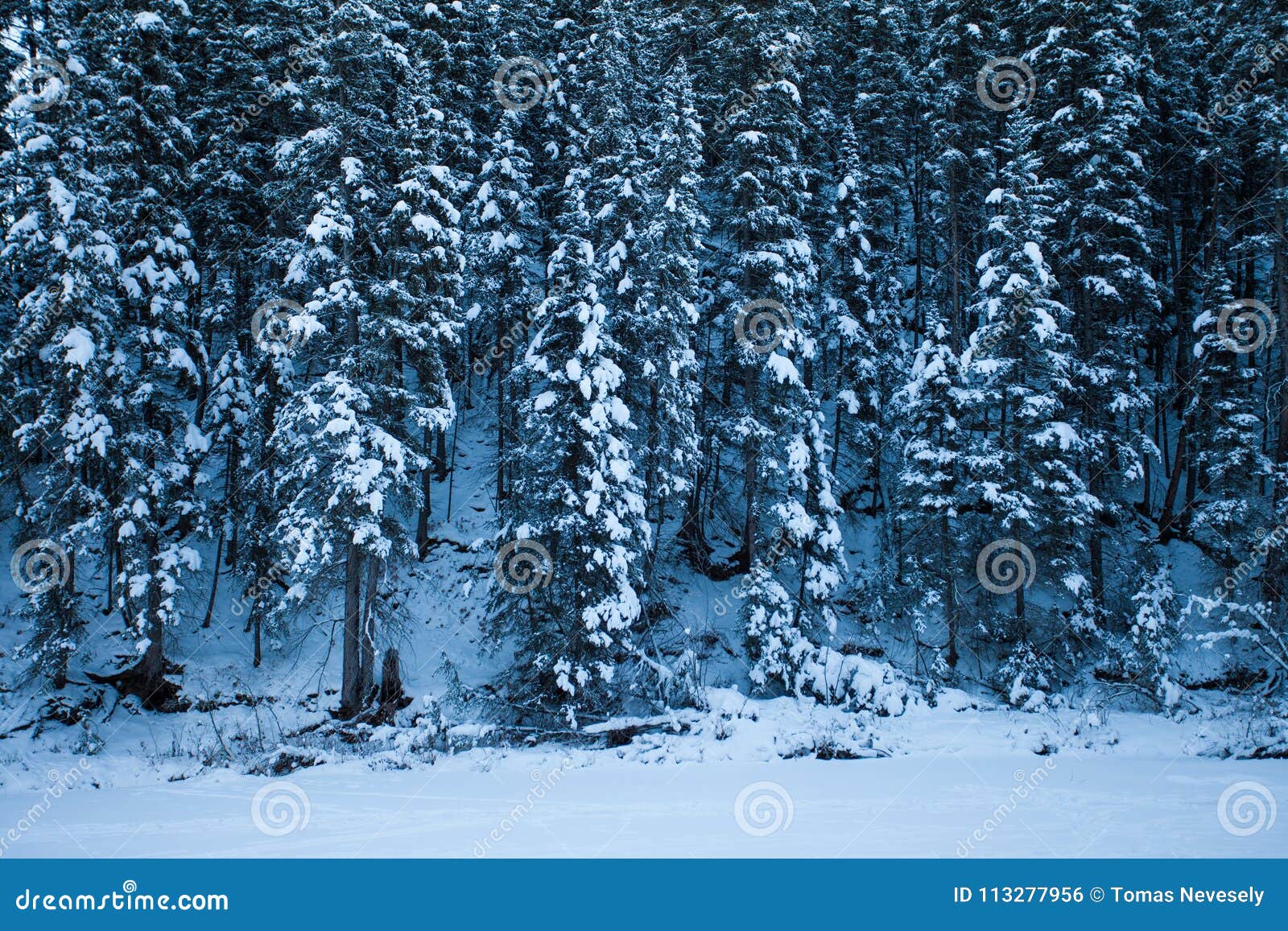 Snow Covered Evergreen Trees in a Forest Stock Photo - Image of ... Snow Covered Evergreen Trees in a Forest Stock Photo - Image of ...