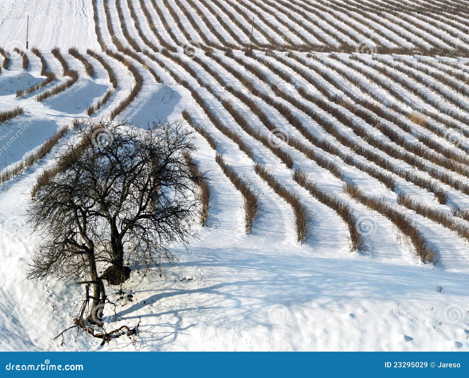 Snow Covered Field in Countryside Stock Image - Image of agriculture ...