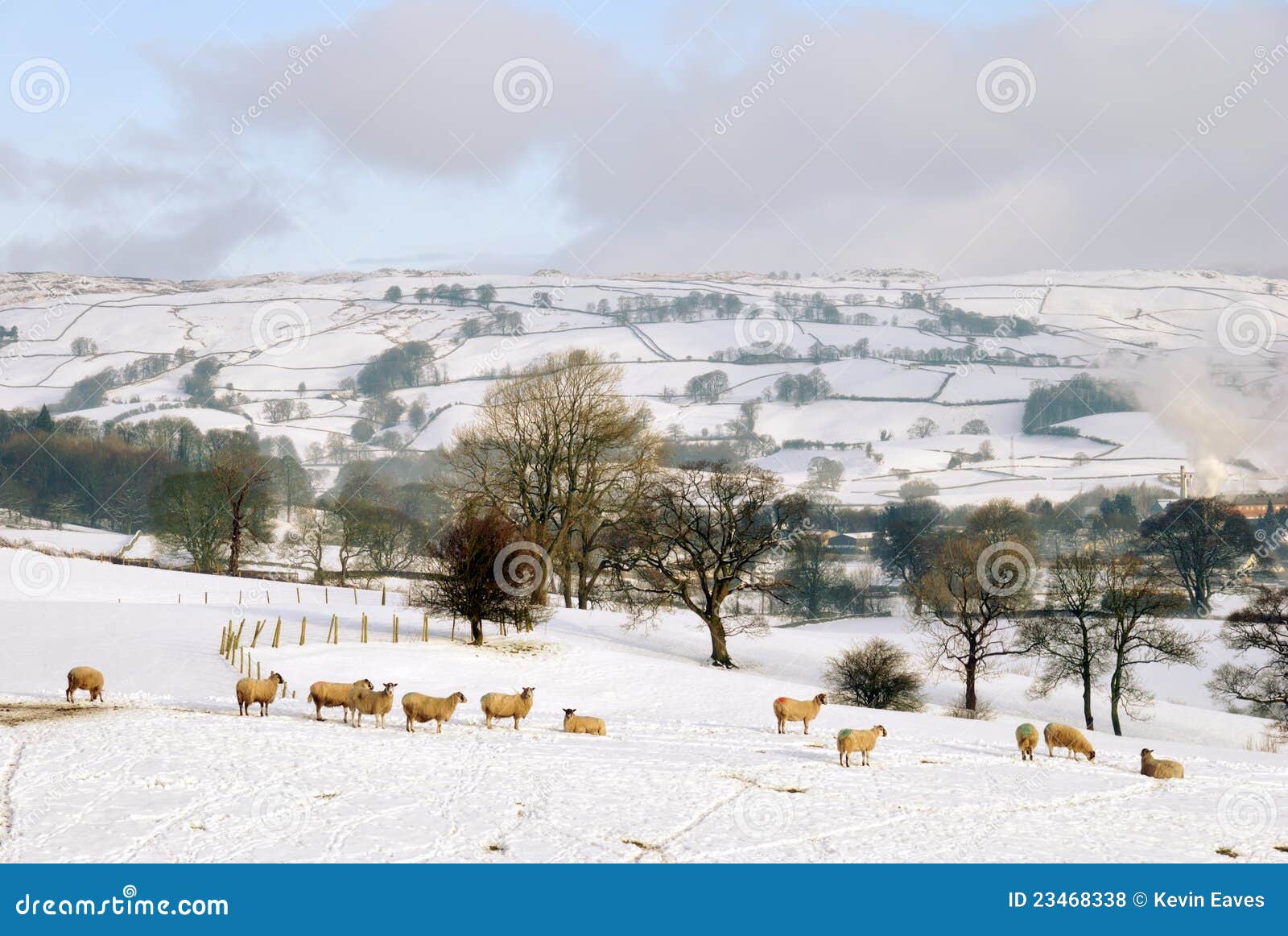 Snow Covered Field and Hills with Sheep Stock Photo - Image of ...