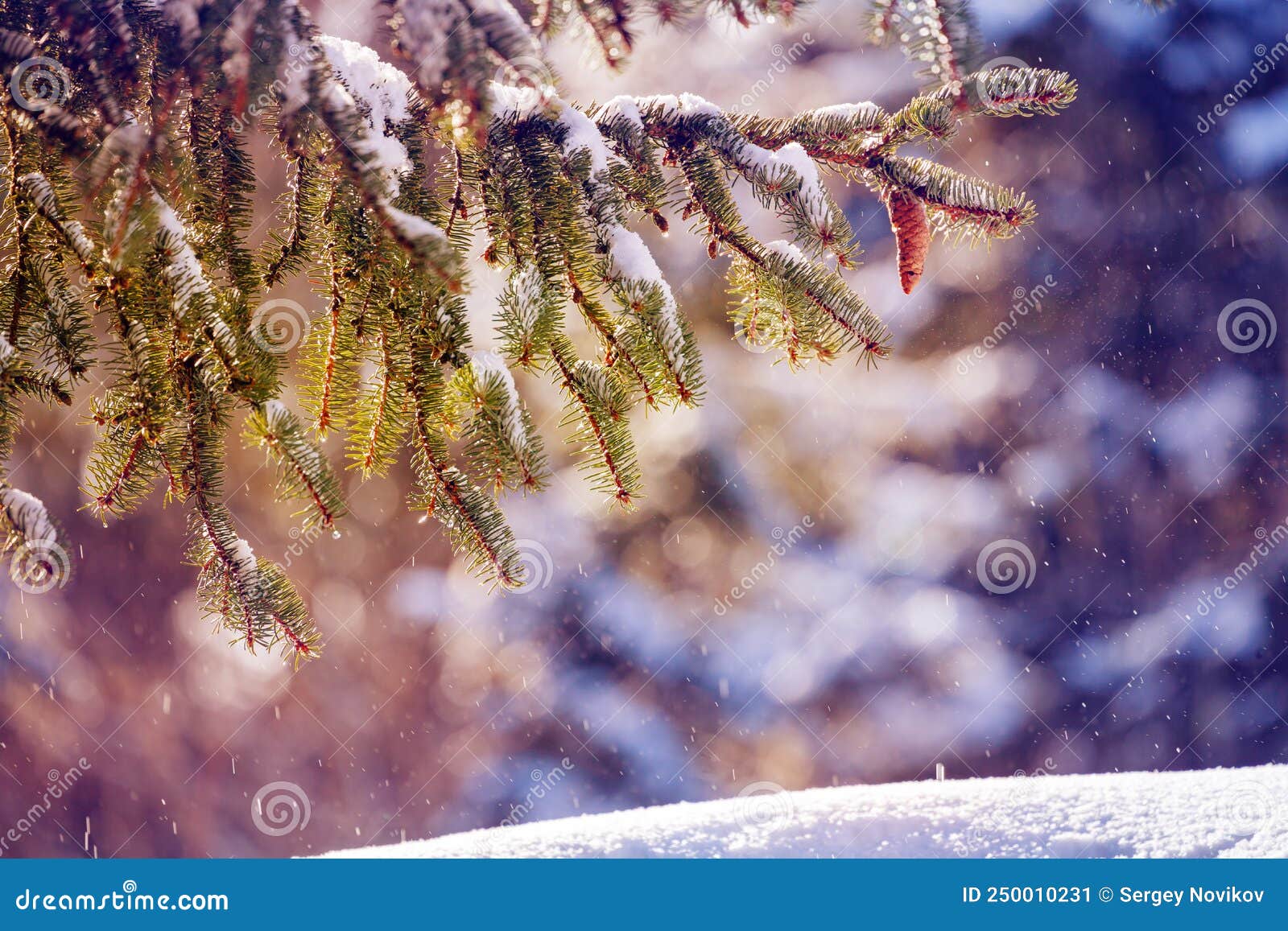 Snow Covered Fir Branch with Cone Forest and Snowdrift Stock Image ...