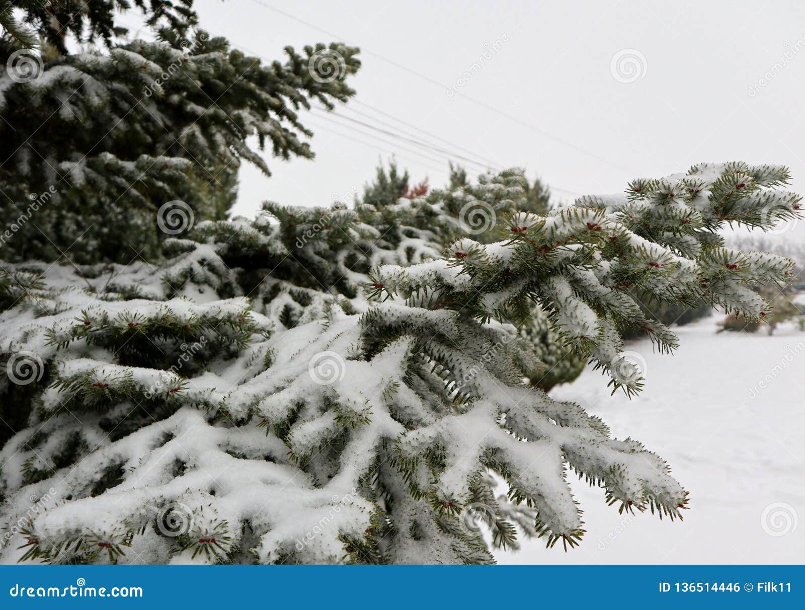 Snow Covered Fir Tree Branches in Park. Winter Landscape. Stock Photo ...