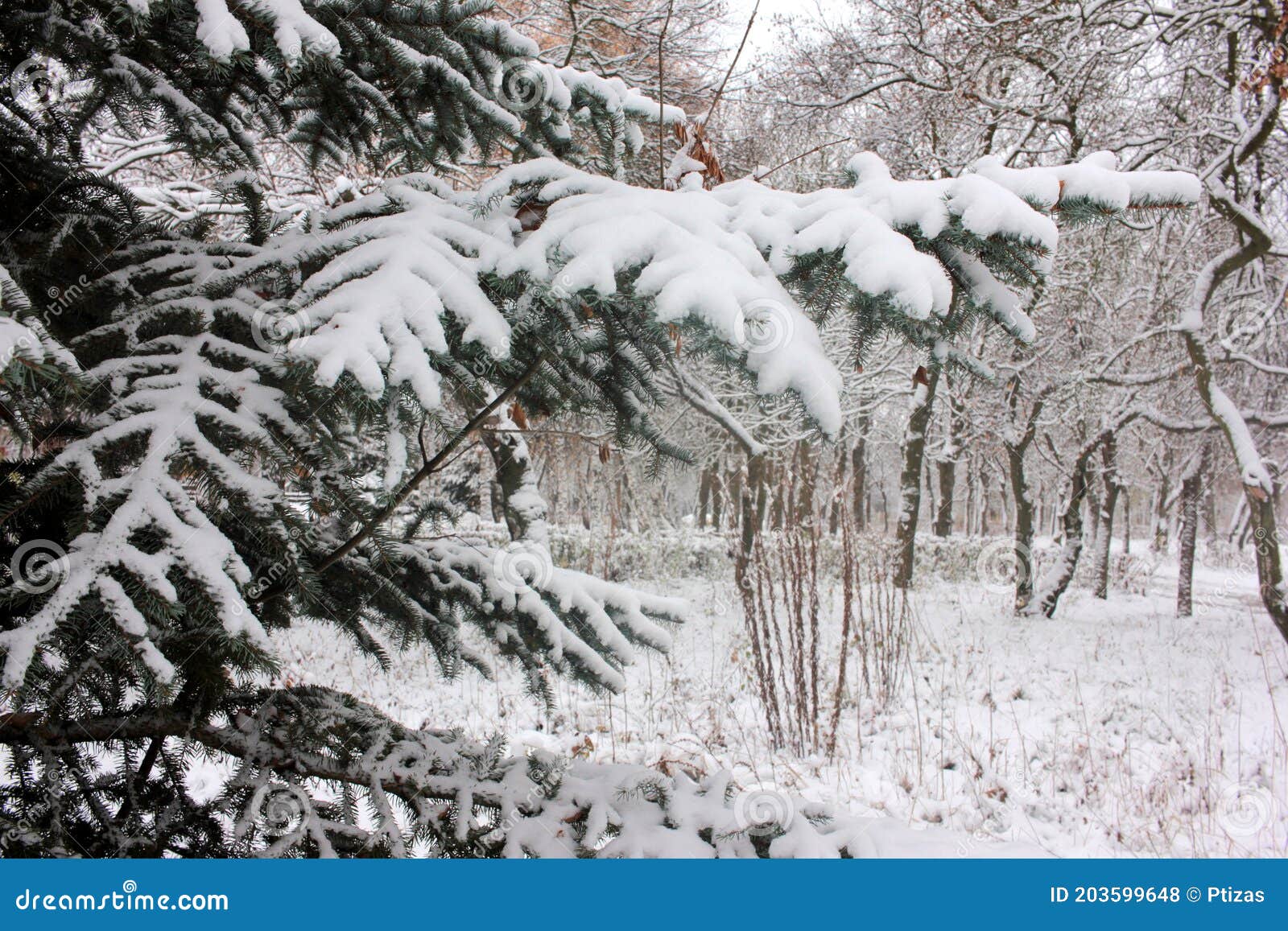 Snow-covered Fir Tree. Winter Landscape with Spruce Tree Branches in ...