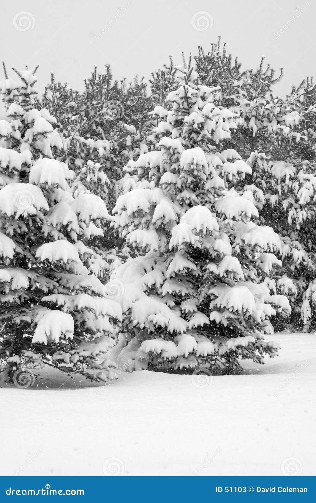 Snow Covered Fir Trees stock image. Image of season, white - 51103