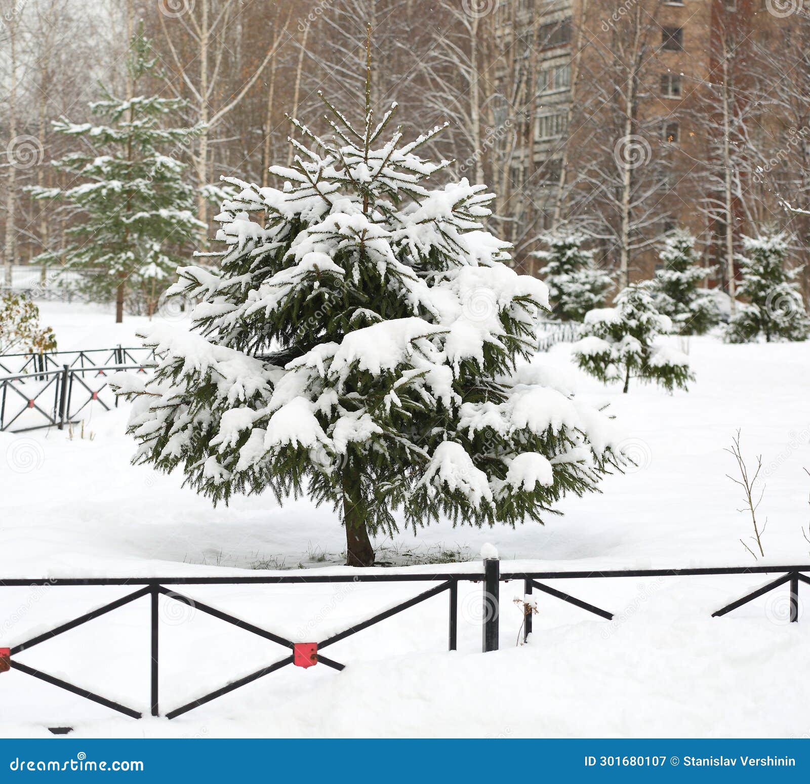 Snow-covered Fir Trees in the Courtyard of an Apartment Building Stock ...
