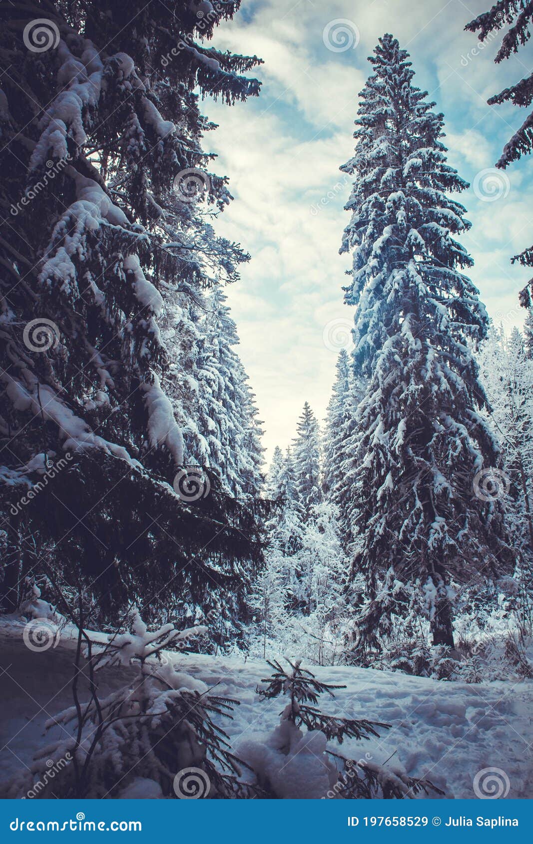 Snow-covered Fir Trees in the Winter Forest at Dusk Stock Image - Image ...