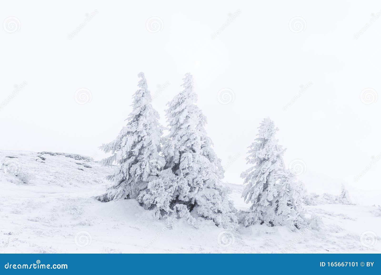 Snow-covered Fir Trees in Wintertime Stock Image - Image of covered ...