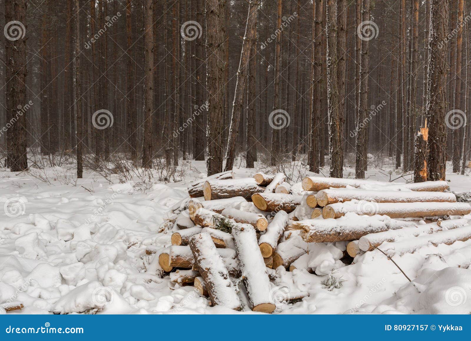 Snow-covered Fire Wood in Pine Forest. Stock Image - Image of dividing ...