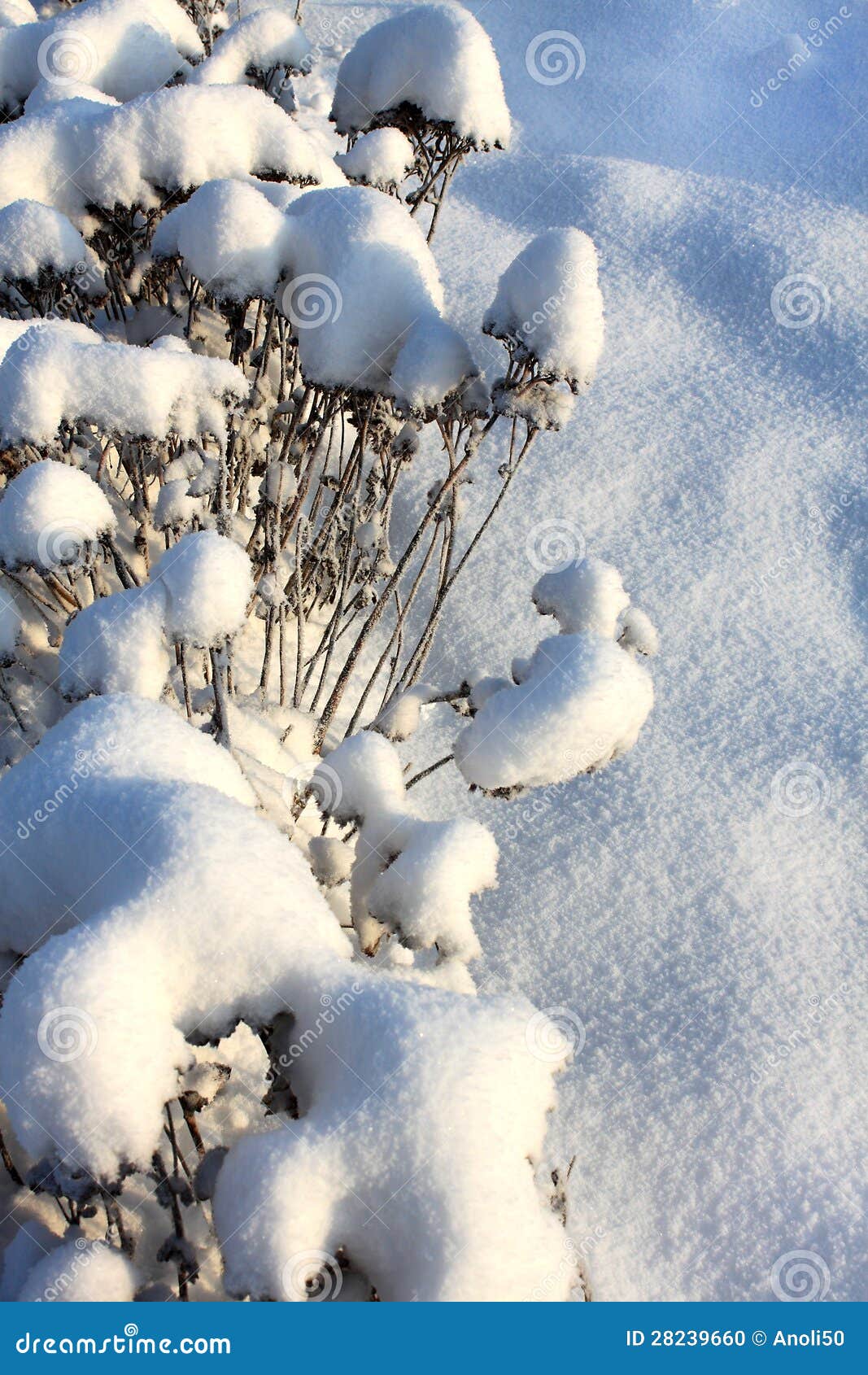 Snow-covered flower beds stock photo. Image of garden - 28239660