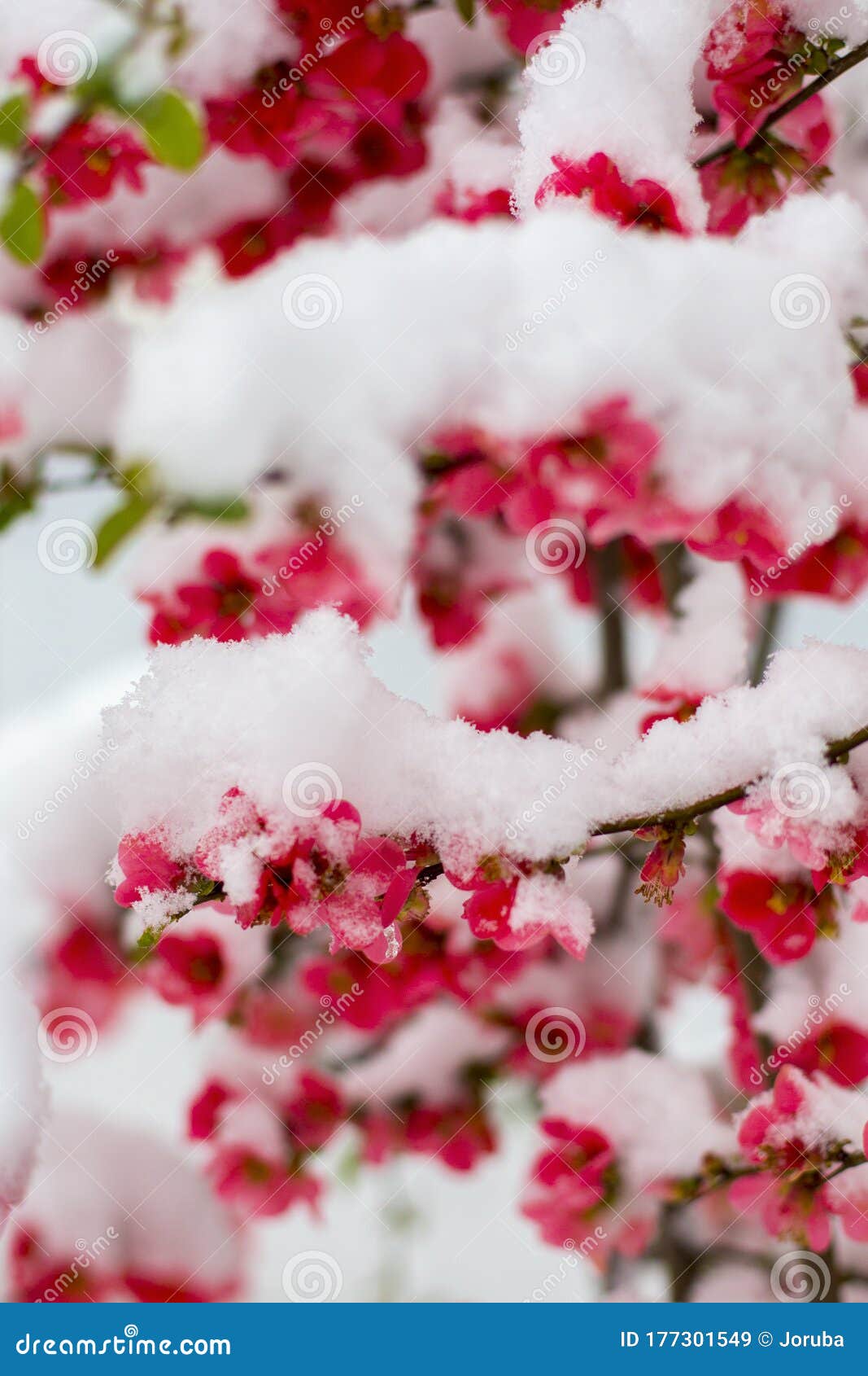 Snow Covered Flower in Spring Stock Image - Image of nature, bloom ...