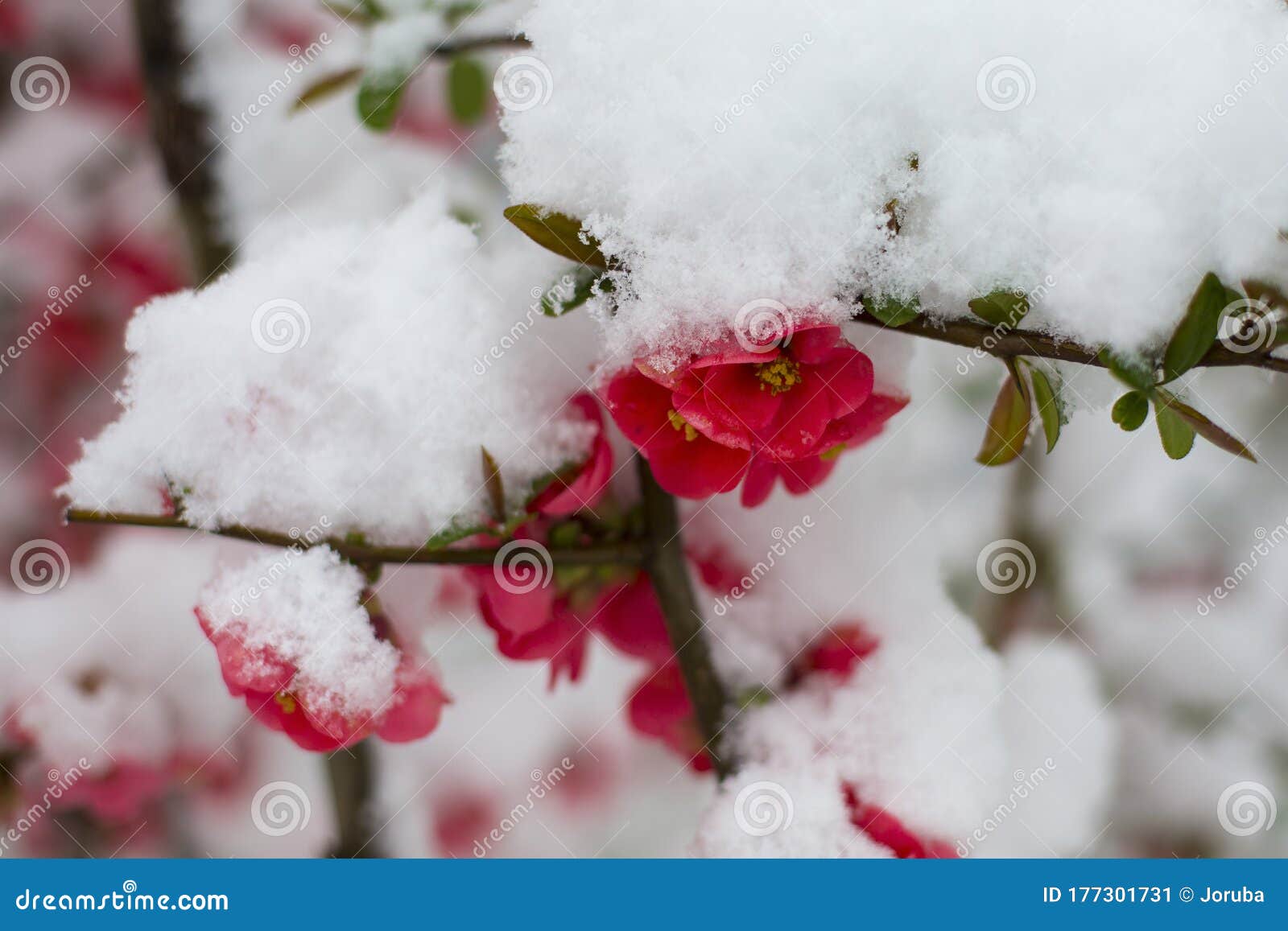 Snow Covered Flower in Spring Stock Image - Image of growth, outdoor ...
