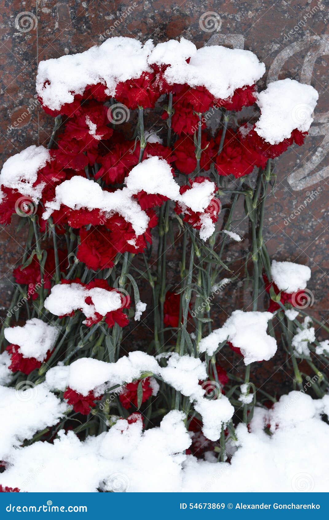 Snow-covered flowers stock image. Image of flowers, snow - 54673869