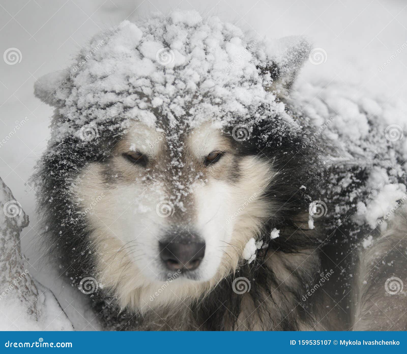 Snow-covered fluffy dog stock image. Image of sleep - 159535107