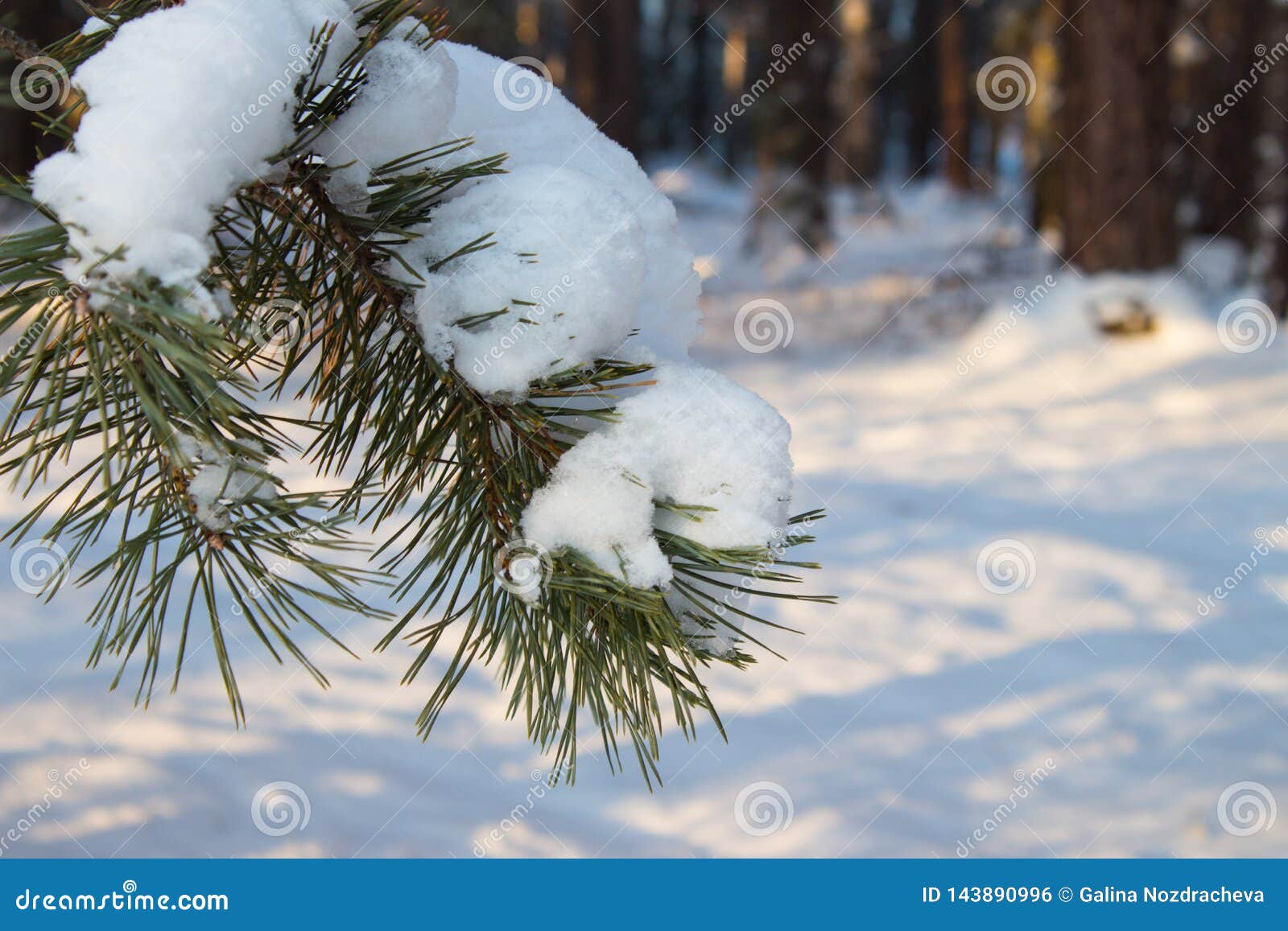 Snow-covered Fluffy Pine Branch in the Winter Forest. Outdoor Stock ...