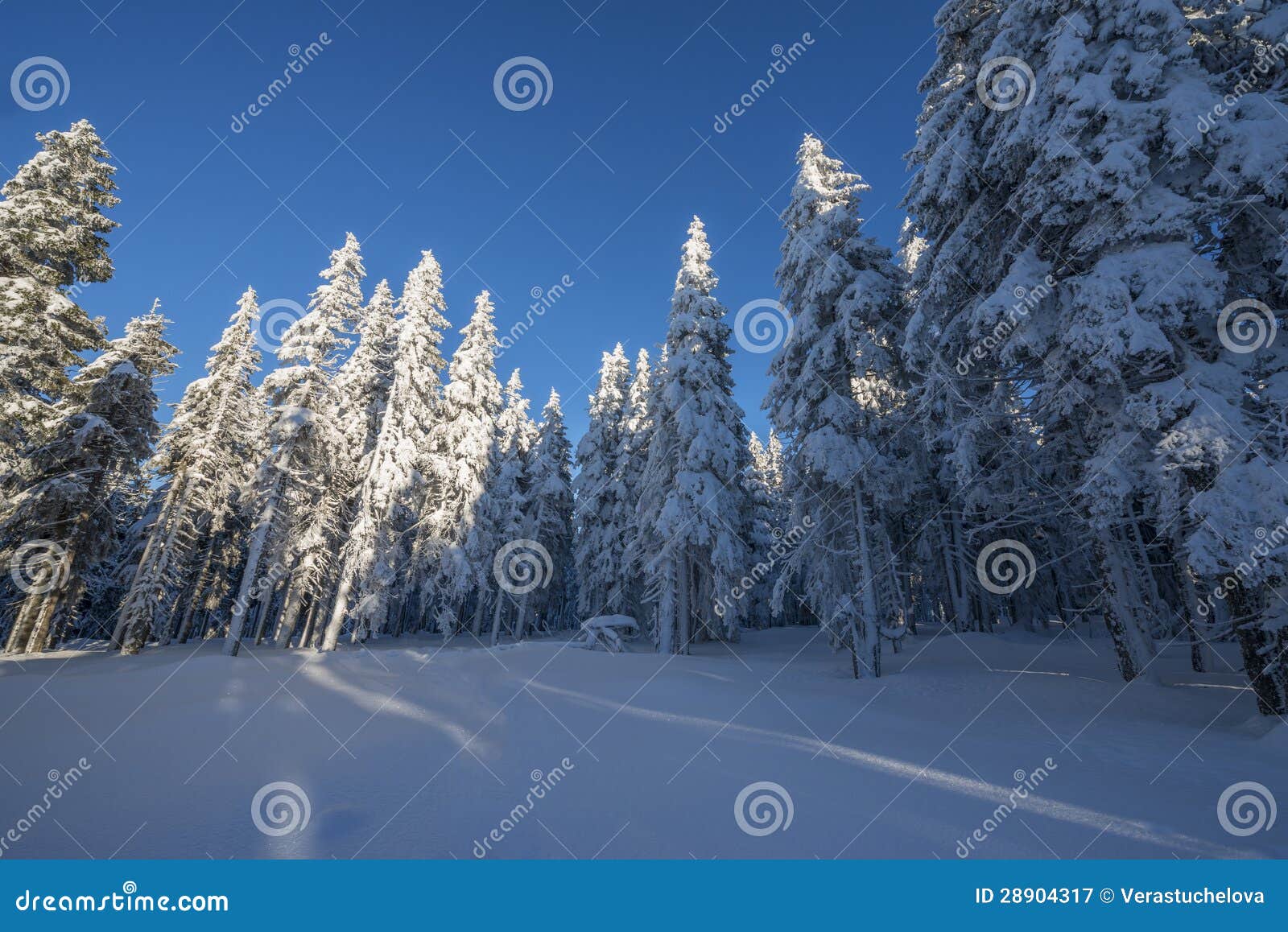 Snow covered forest stock image. Image of cover, morning - 28904317