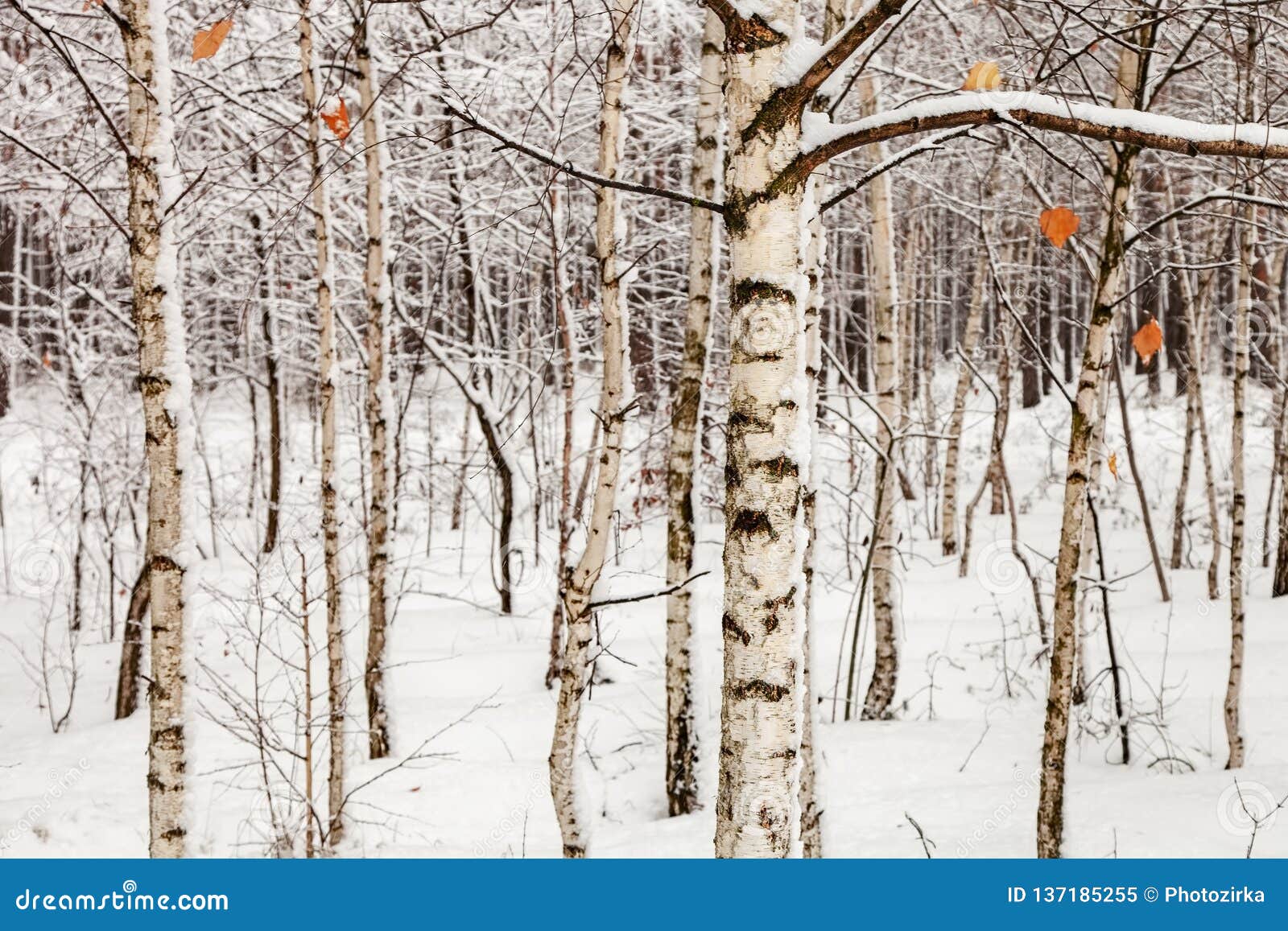Snow Covered Forest, Birch Trees Close-up Stock Image - Image of russia ...