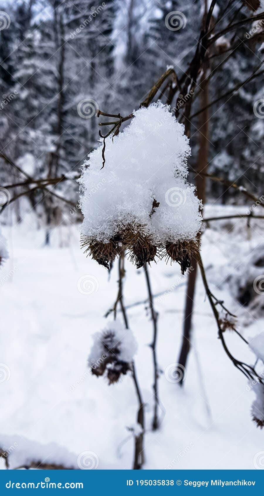 Snow-covered Forest and Dead Bushes. Russian Winter Stock Photo - Image ...