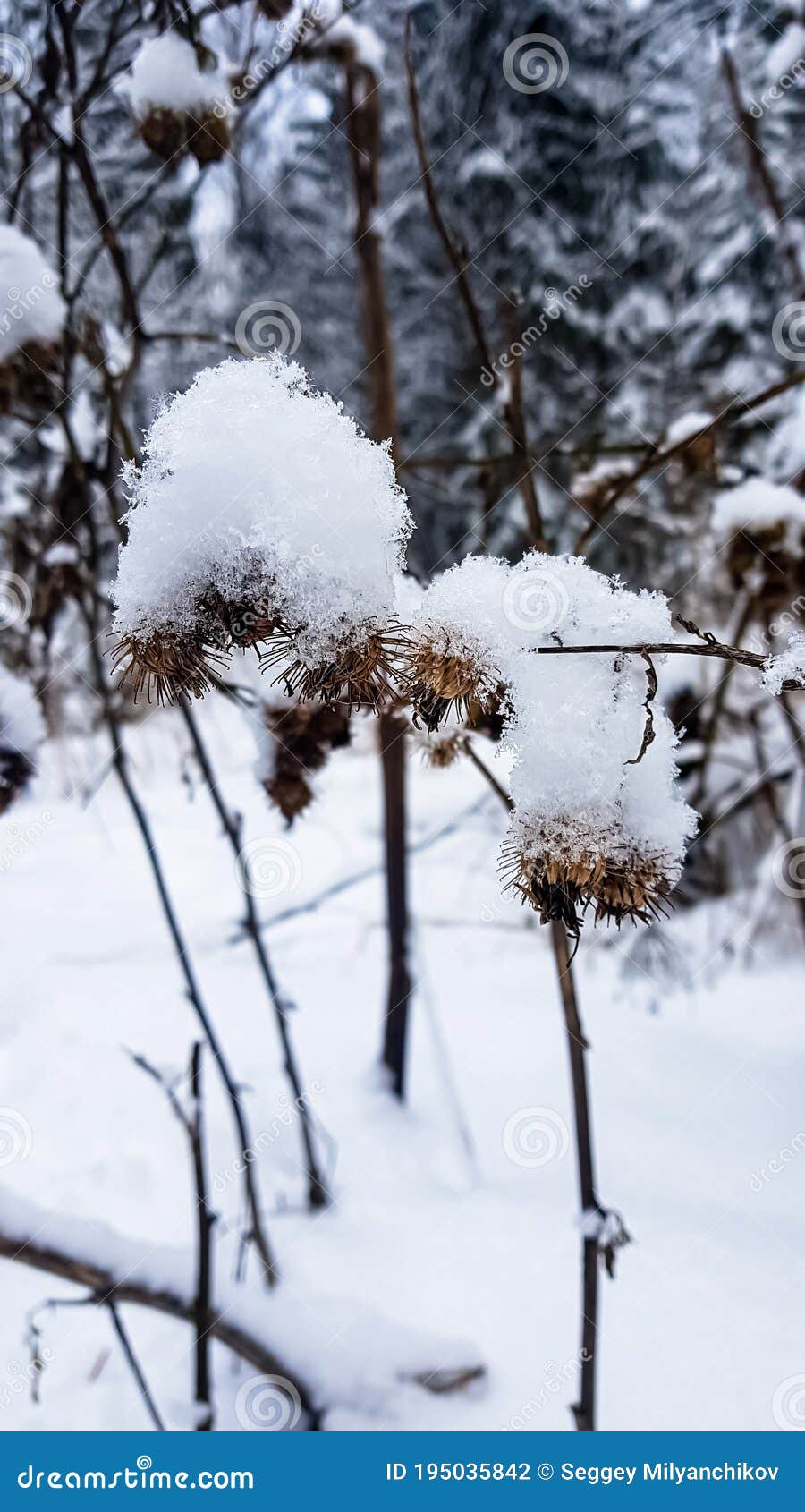 Snow-covered Forest and Dead Bushes. Russian Winter Stock Photo - Image ...