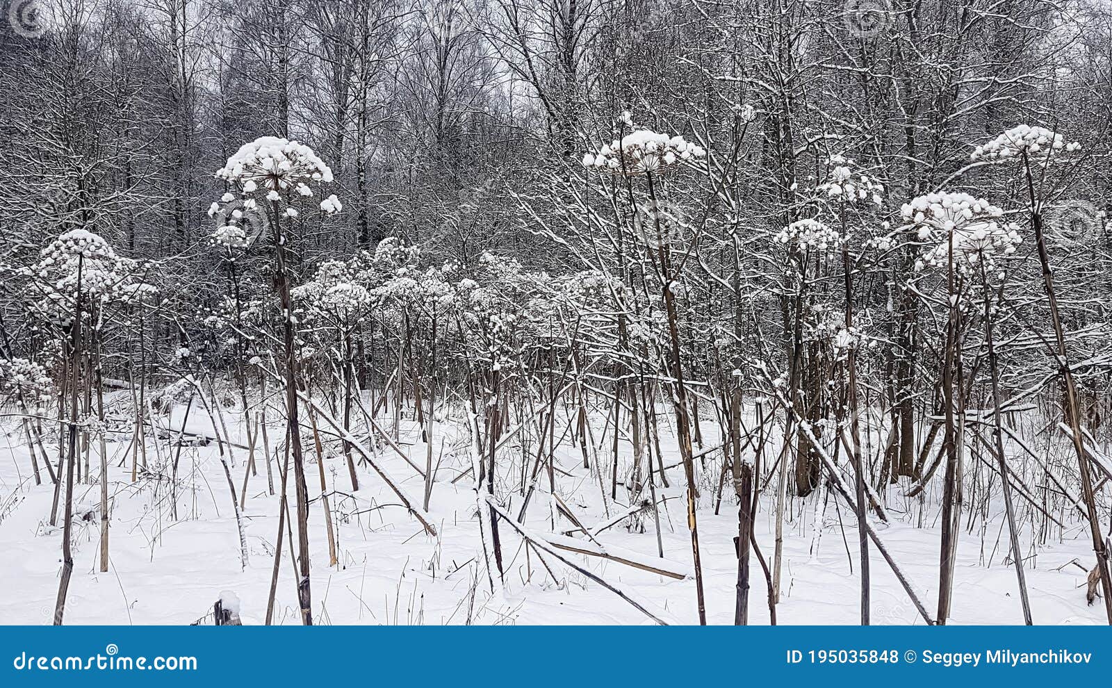 Snow-covered Forest and Dead Bushes. Russian Winter Stock Photo - Image ...